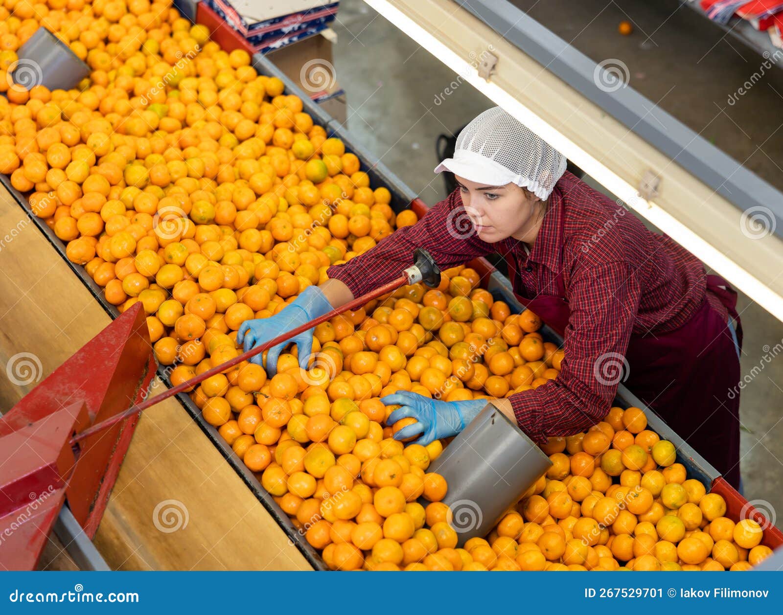 Female Worker of Fruit Factory Sorting Tangerines on Conveyor Belt ...