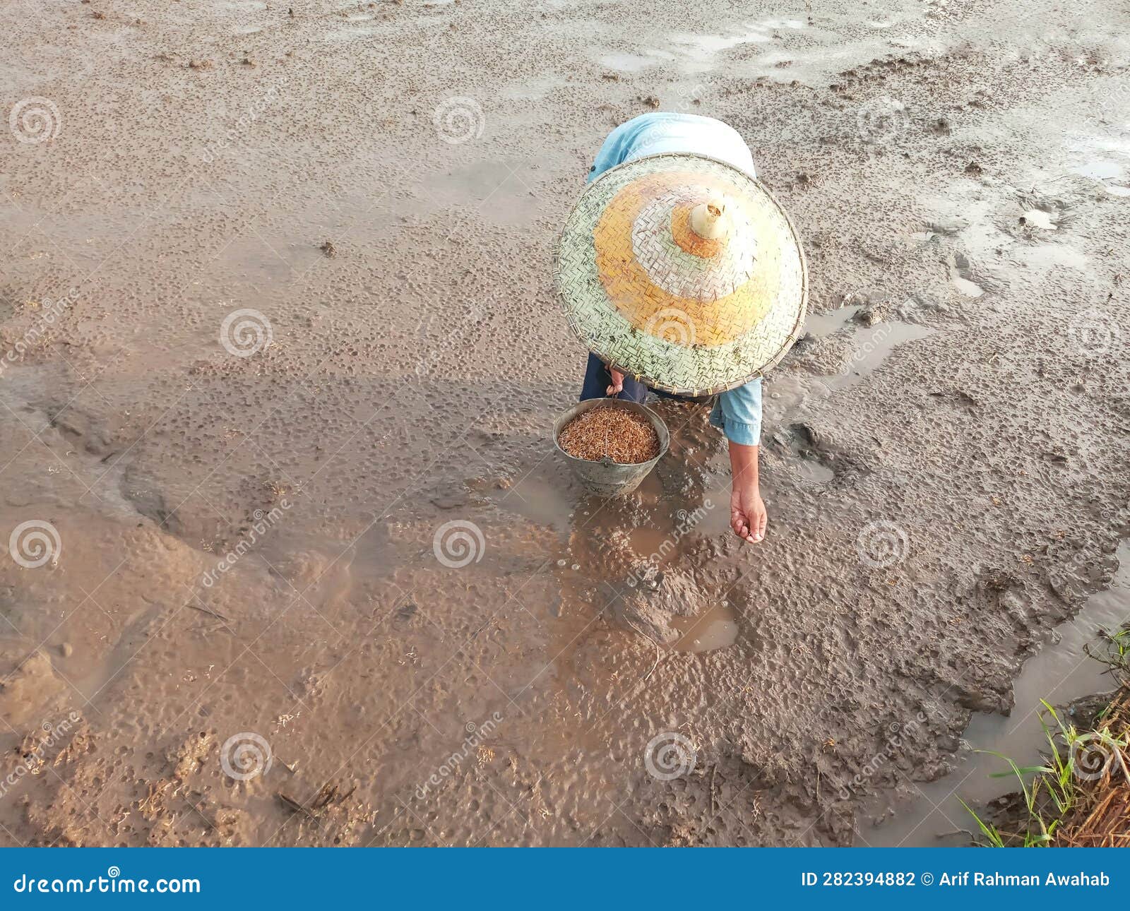Female Worker Planting Paddy in Muddy Field Stock Photo - Image of ...