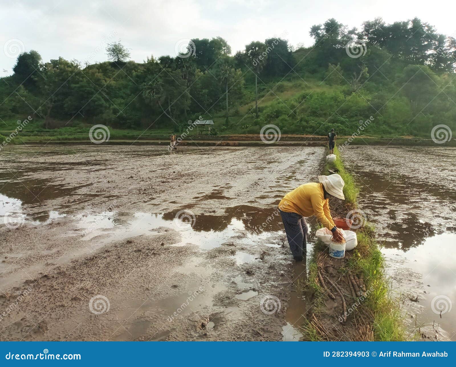 Female Worker Planting Paddy in Muddy Field Stock Image - Image of ...