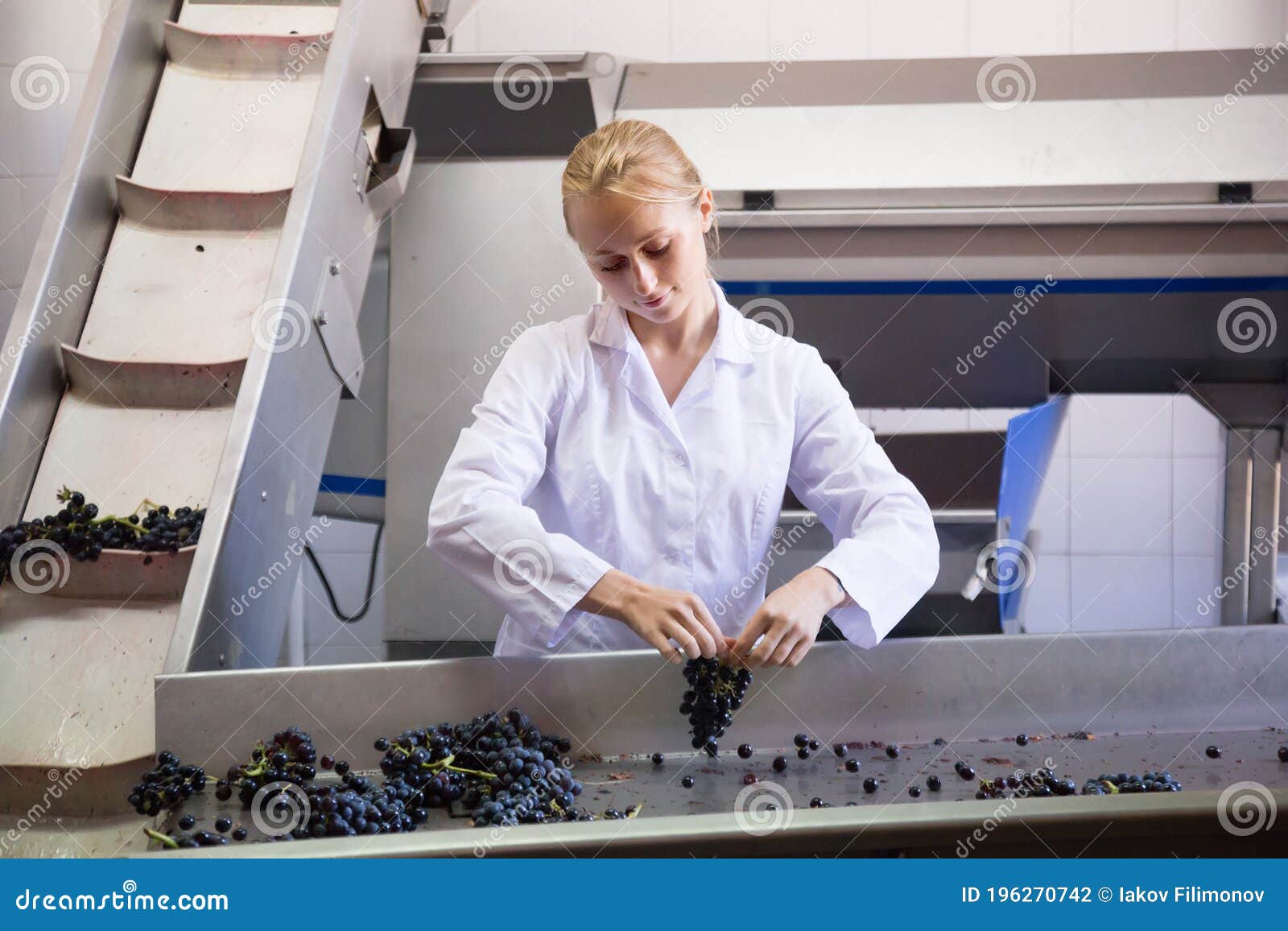 Woman Sorting Grape for Wine at Transporter. Stock Photo - Image of ...