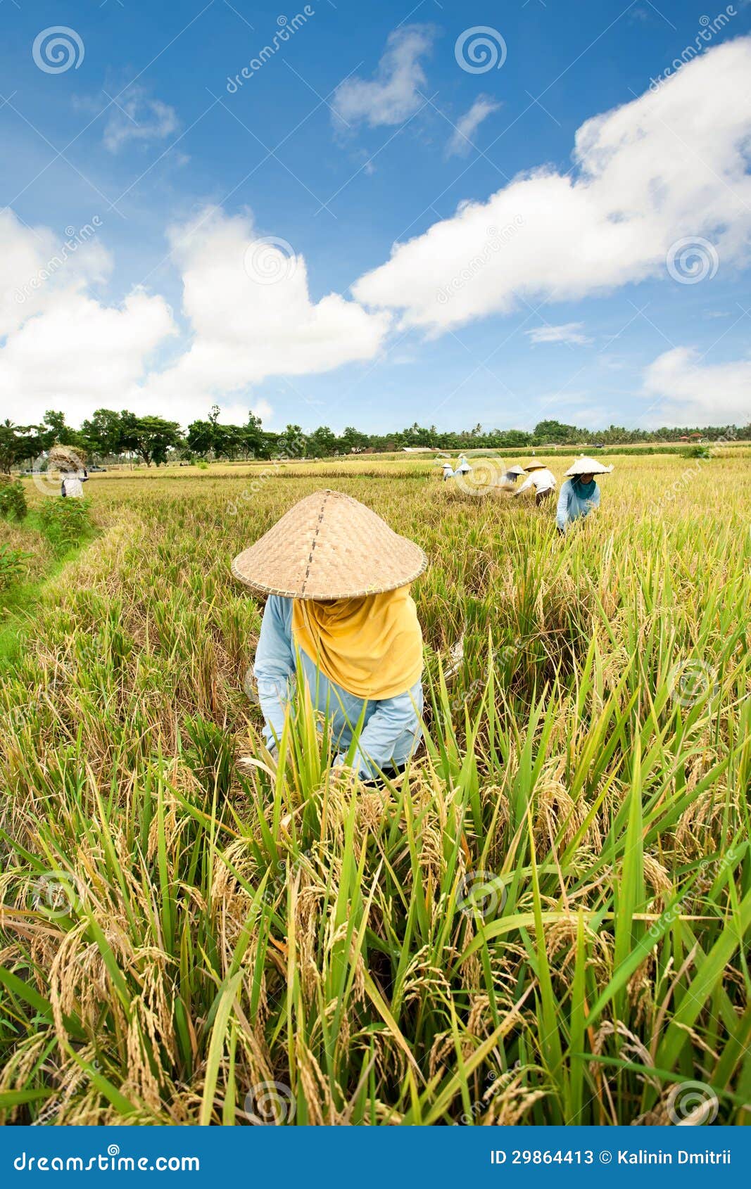Harvesting Rice In Ifugao, Philippines Royalty-Free Stock Photography ...