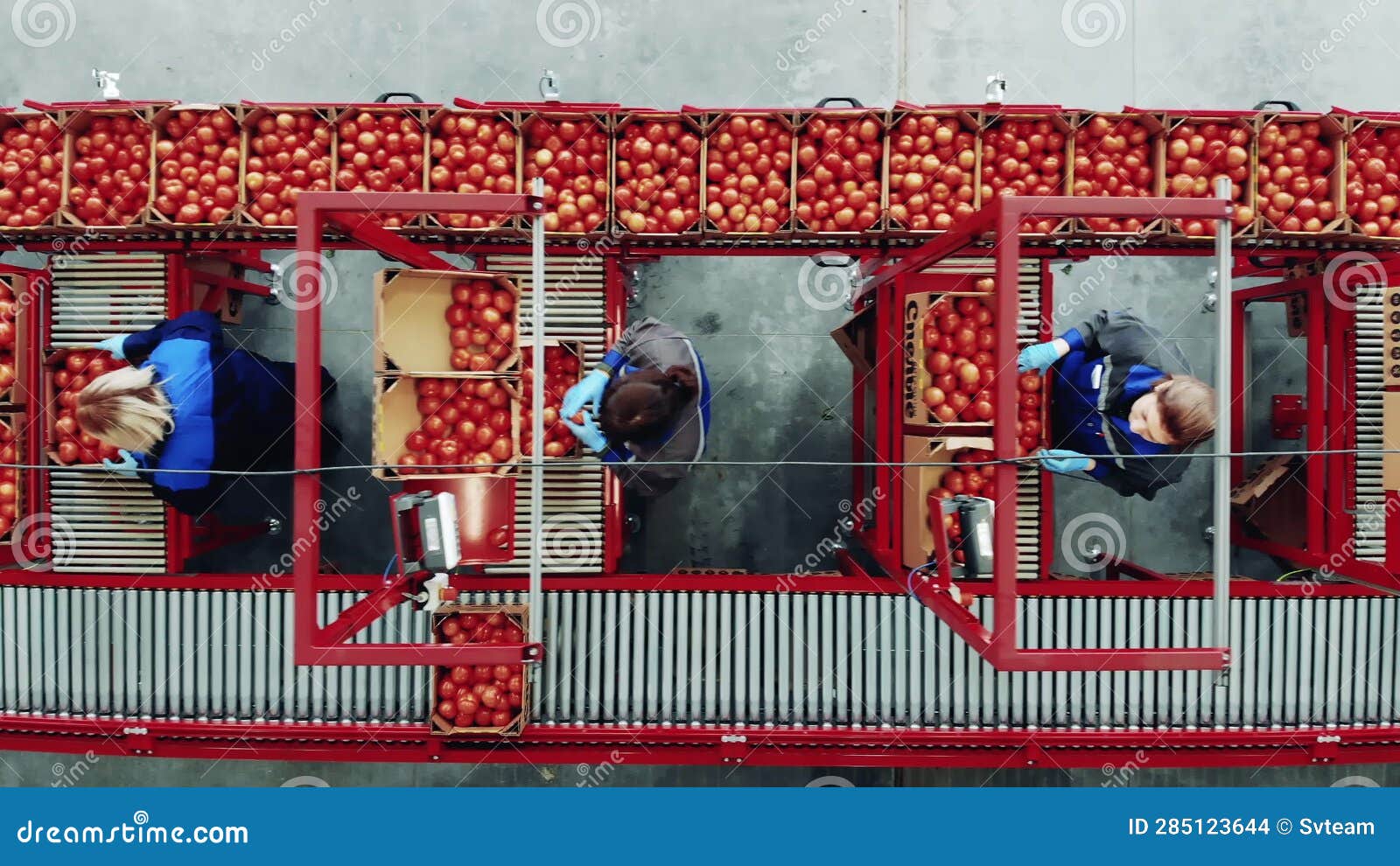 Female Workers are Sorting Tomatoes on a Conveyor in a Top View ...