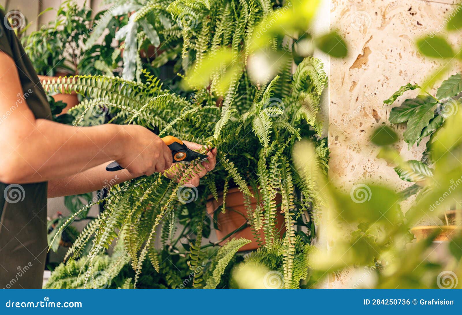 Female working with plants stock photo. Image of plant - 284250736