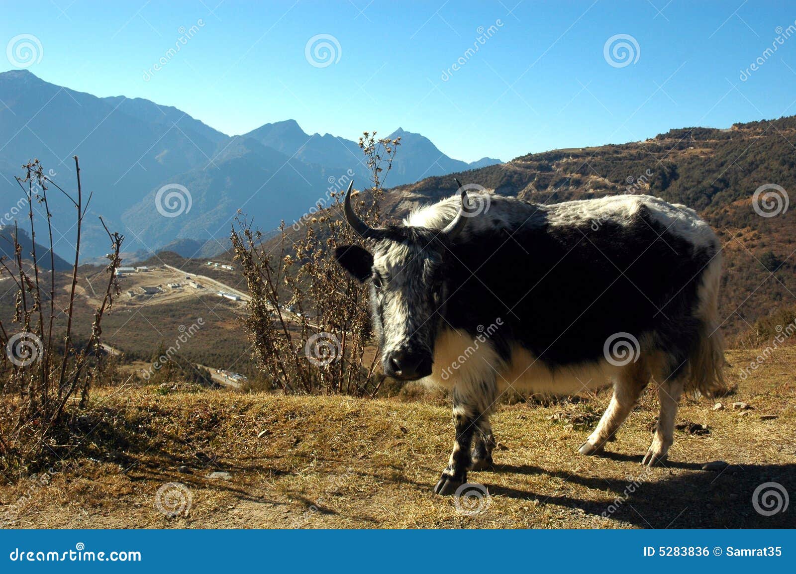 Female yak. stock photo. Image of female, landscape, travel - 5283836