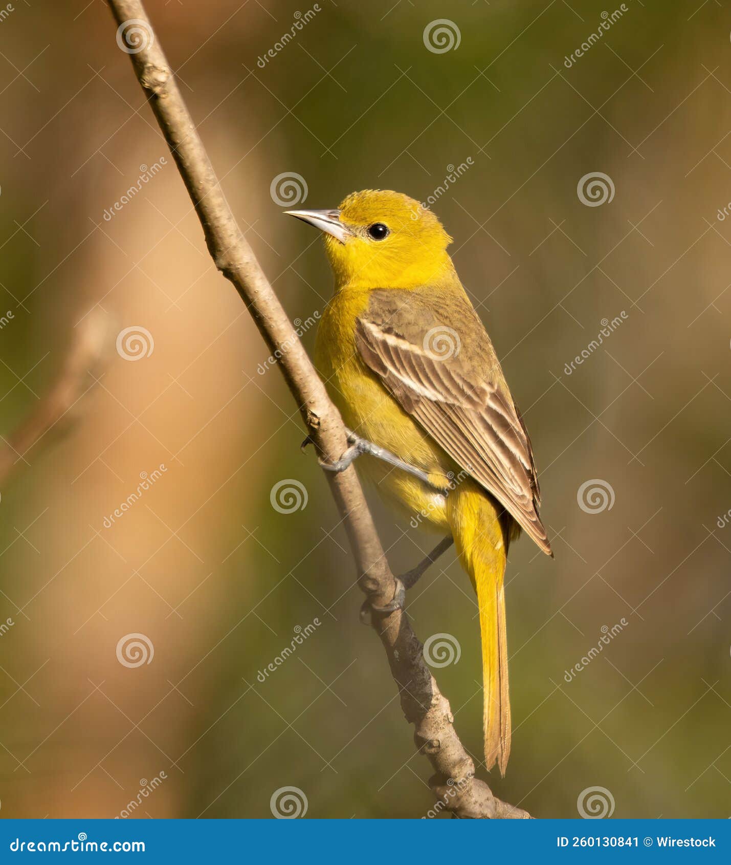 Female, Yellow Baltimore Oriole Bird Perched on a Tree Branch Stock ...