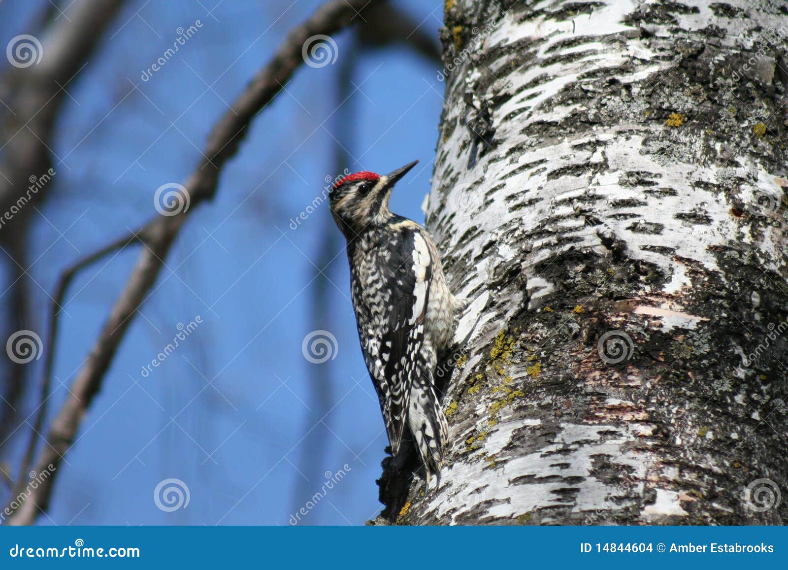 Female Yellow-bellied Sapsucker Stock Photo - Image of minnesota, bars ...