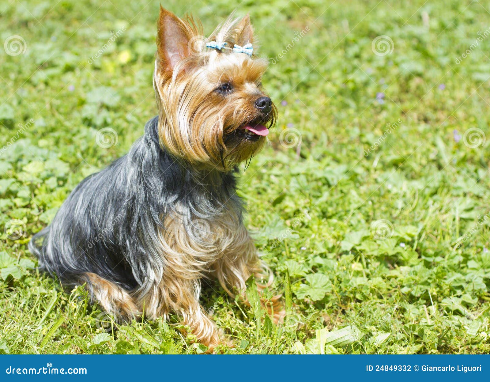 Female Yorkshire Terrier stock photo. Image of grass - 24849332