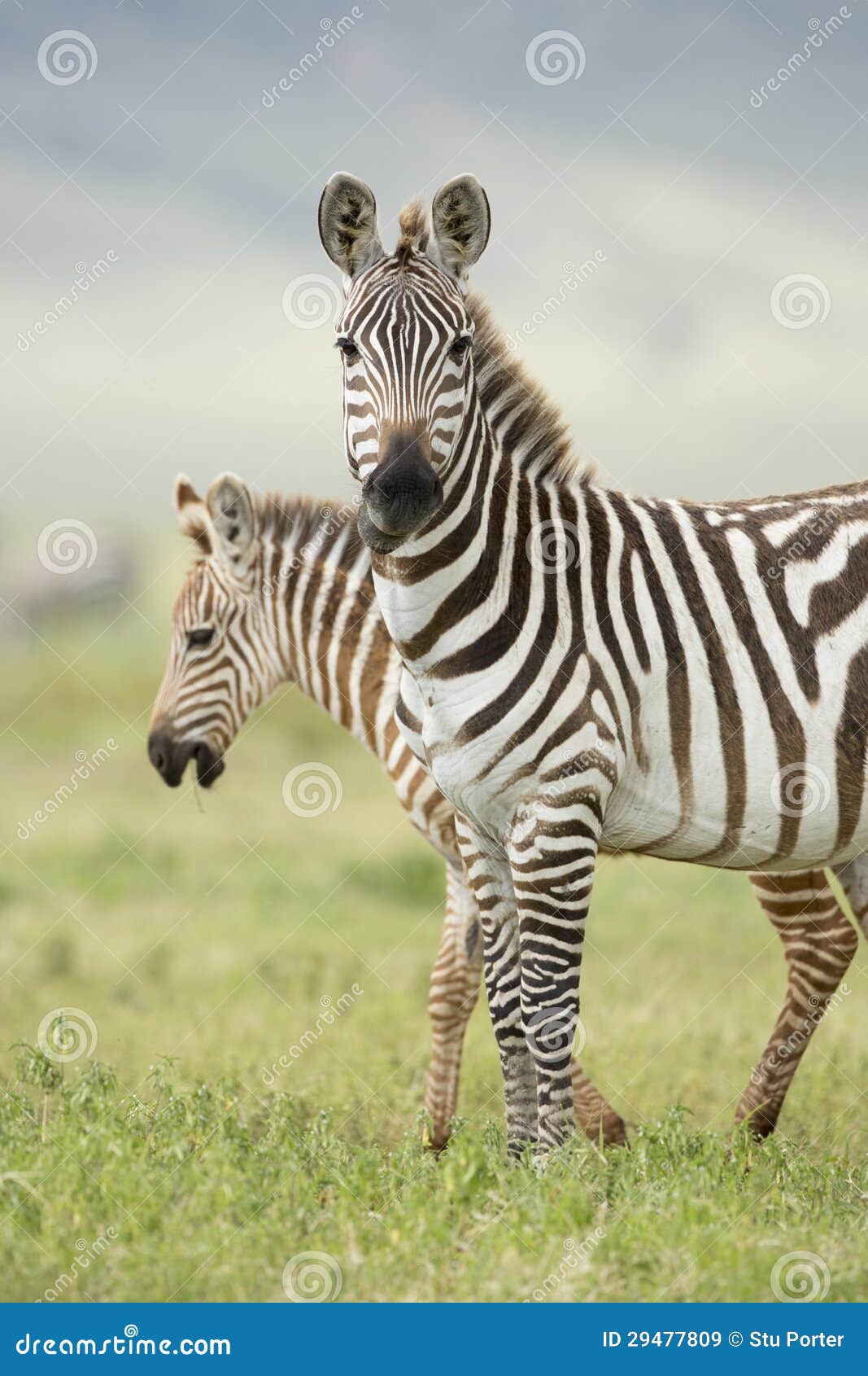 Female Zebra with Foal, Tanzania Stock Image - Image of young, mammal ...