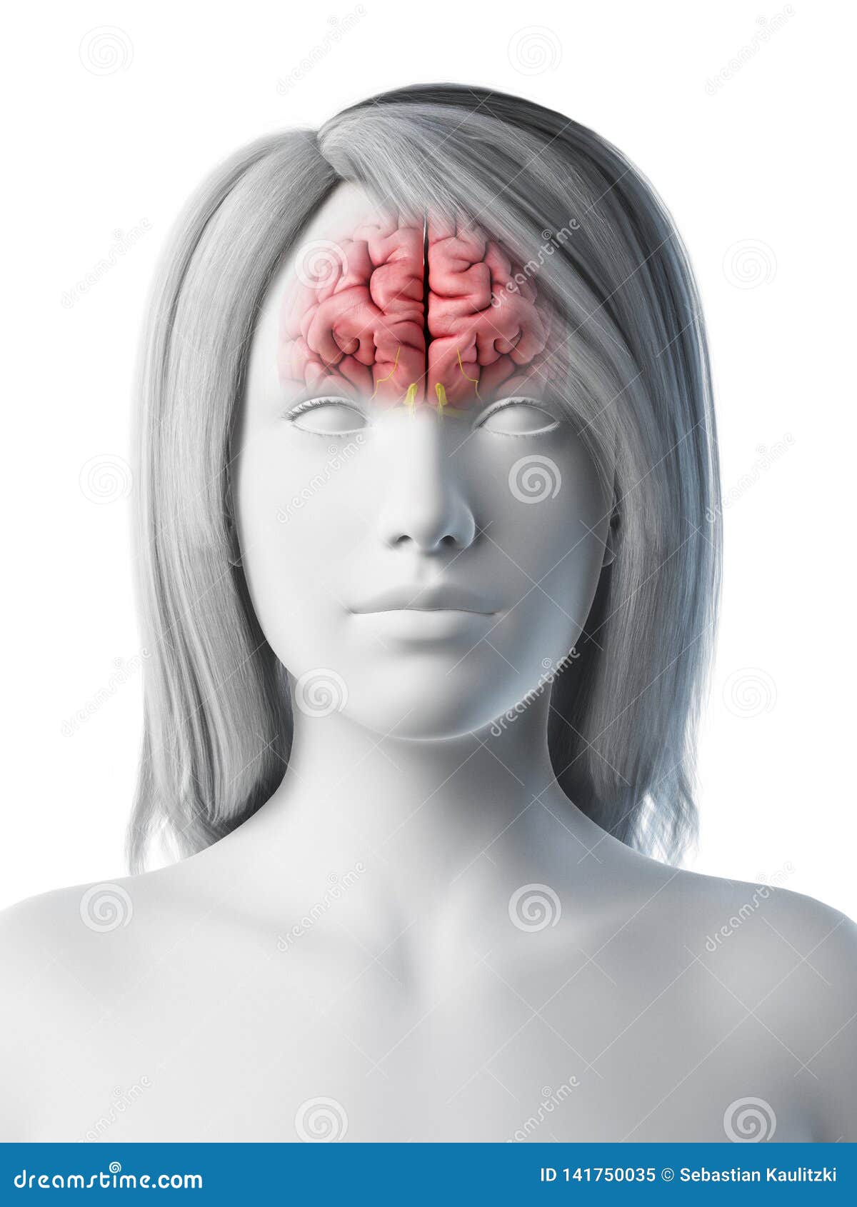 A females brain stock illustration. Illustration of anatomical - 141750035