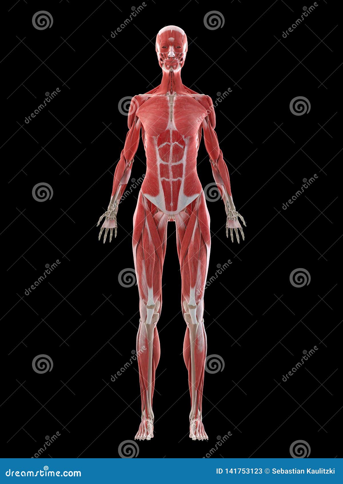 A females muscle system stock illustration. Illustration of rendering ...