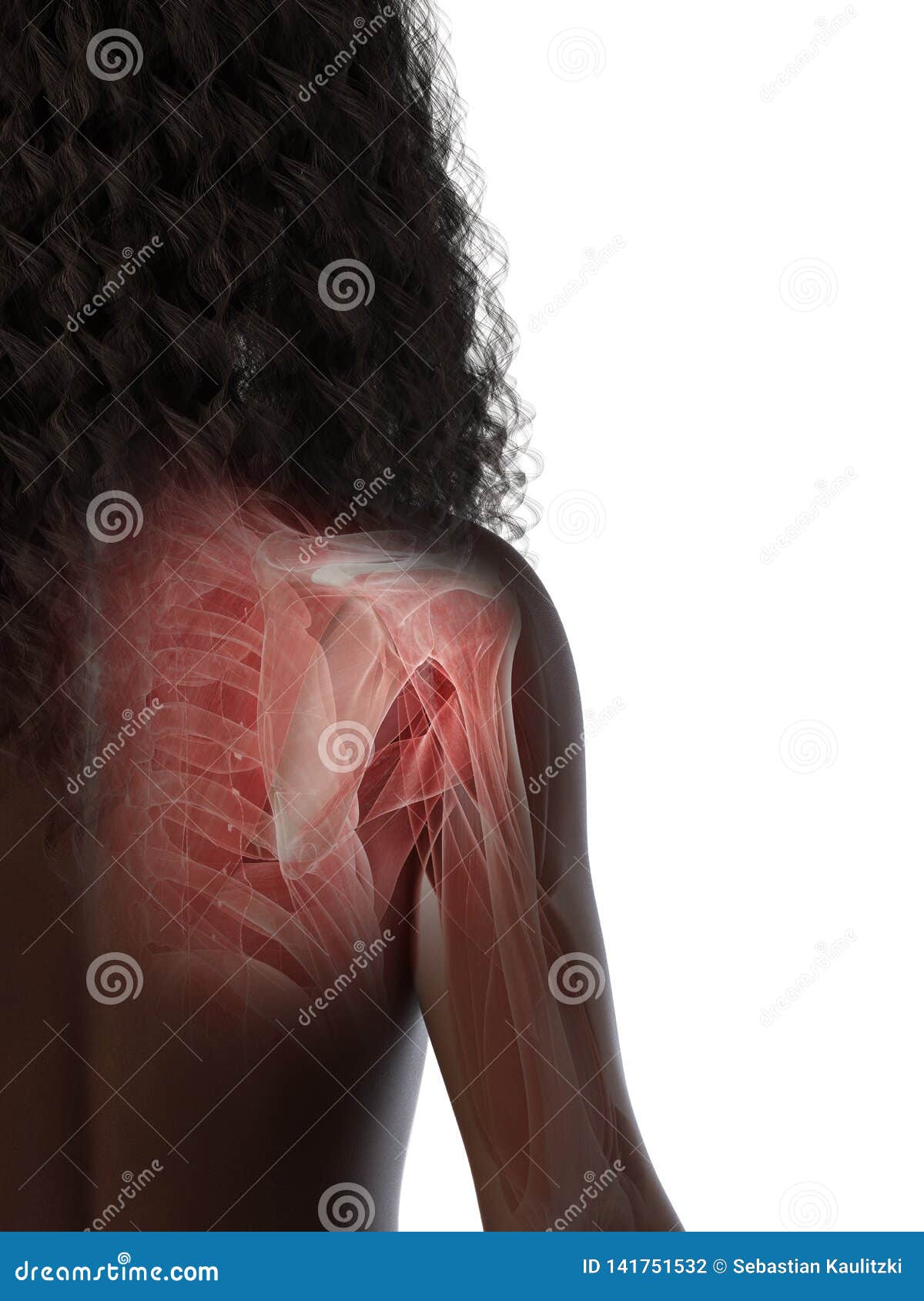 Shoulder Muscles. Didactic Scheme Of Anatomy Of Human Muscular System ...