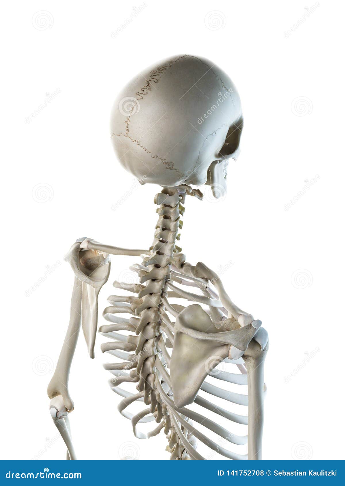 A females skeletal back stock illustration. Illustration of medical ...