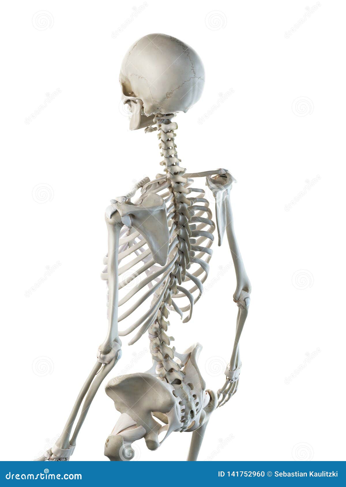 A females skeletal back stock illustration. Illustration of science ...