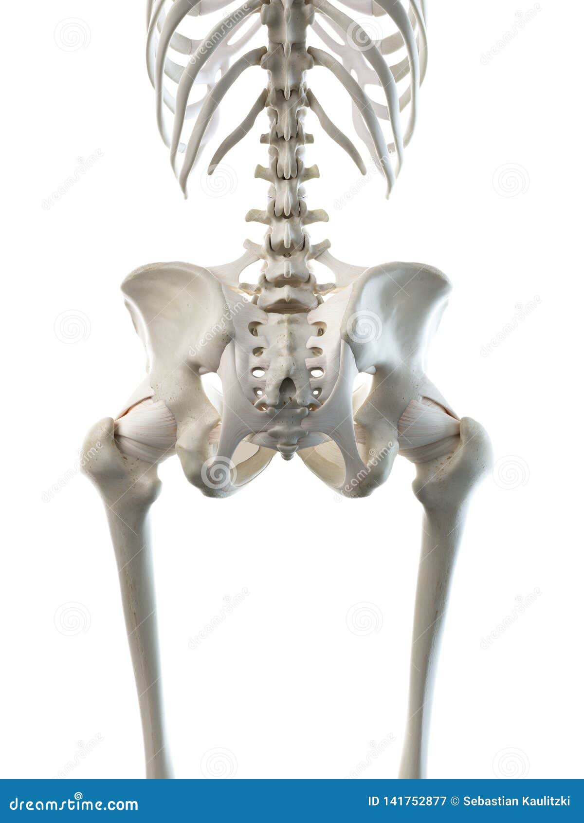A females skeletal hip stock illustration. Illustration of column ...