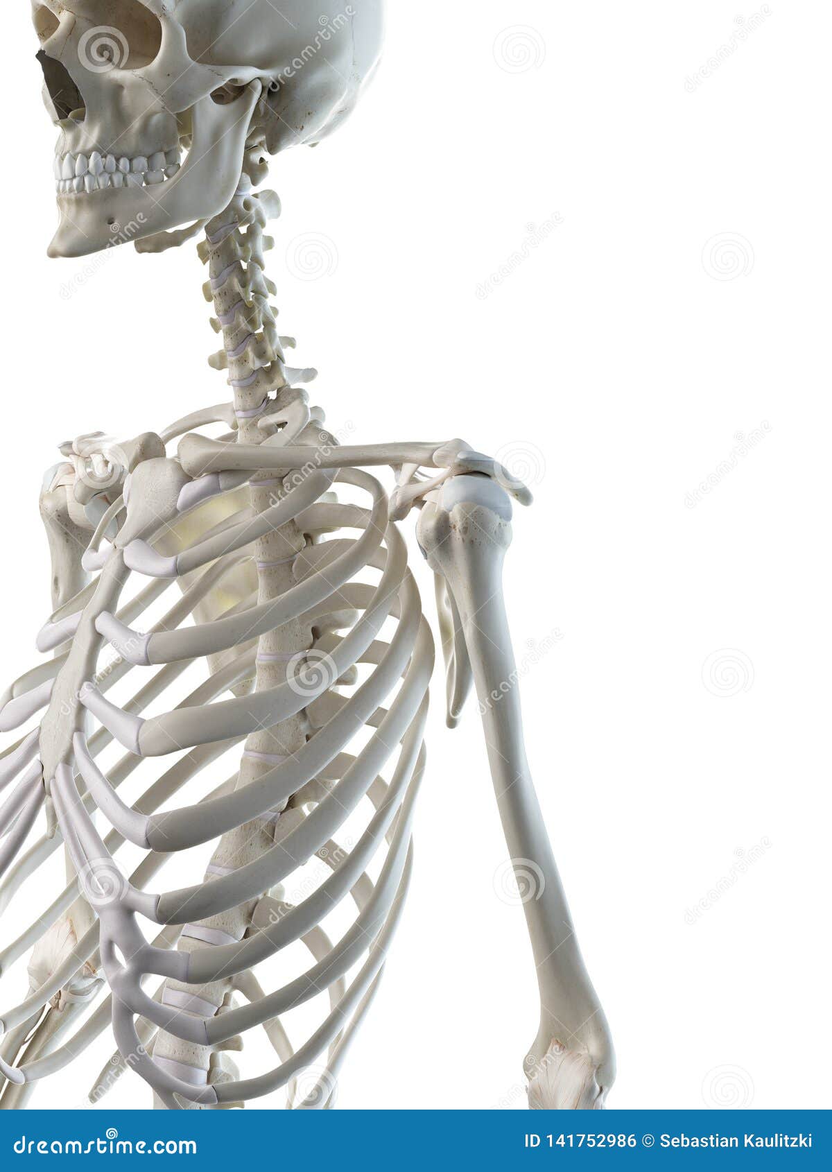 A Females Skeletal Shoulder Stock Illustration - Illustration of ...