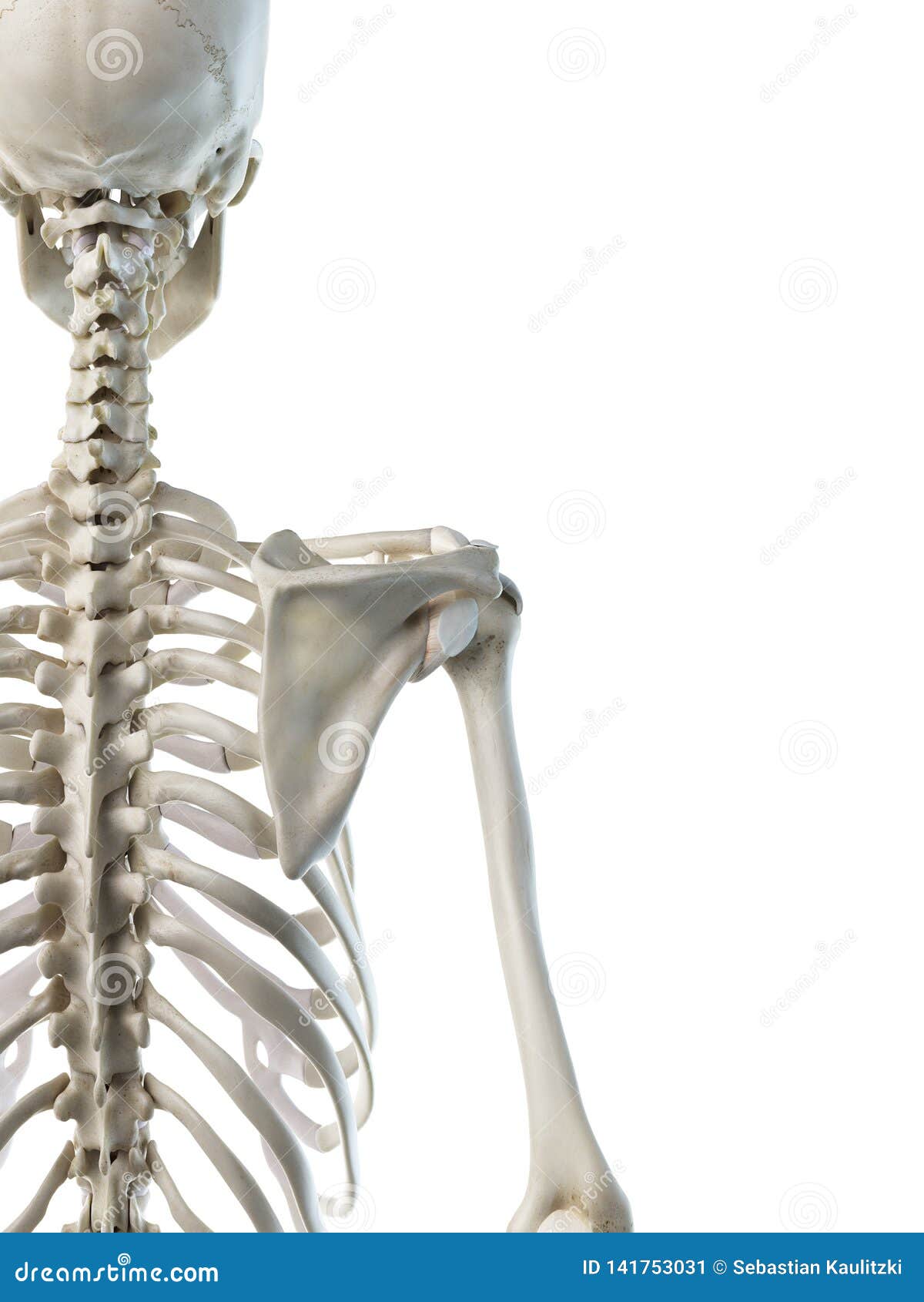 A Females Skeletal Shoulder Stock Illustration - Illustration of ...