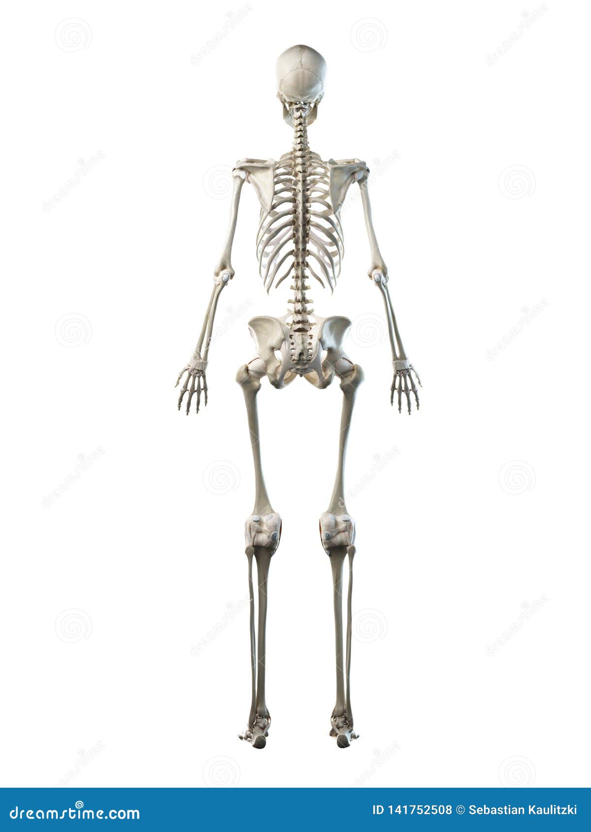 Skeleton System Of Running Man, Bone Anatomy While Run, Running Man ...