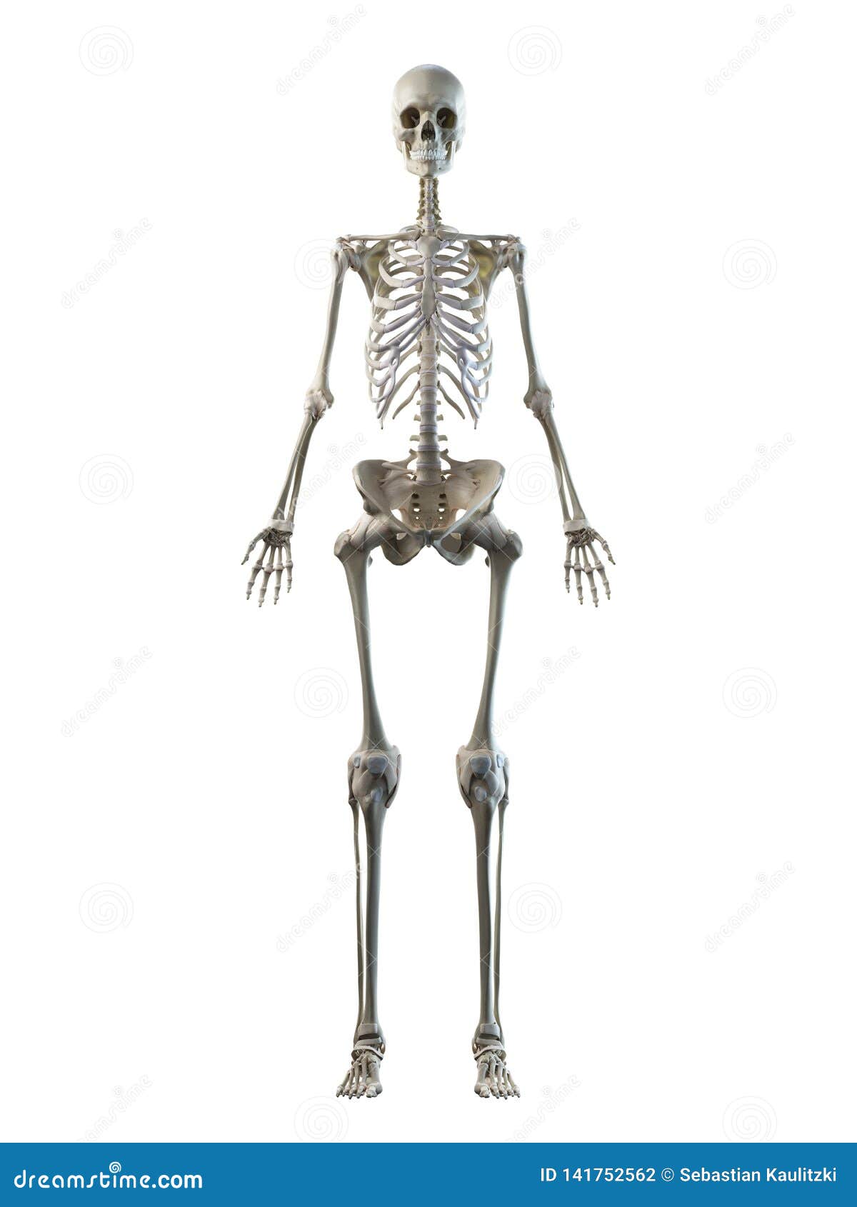 Skeleton System Of Running Man, Bone Anatomy While Run, Running Man ...