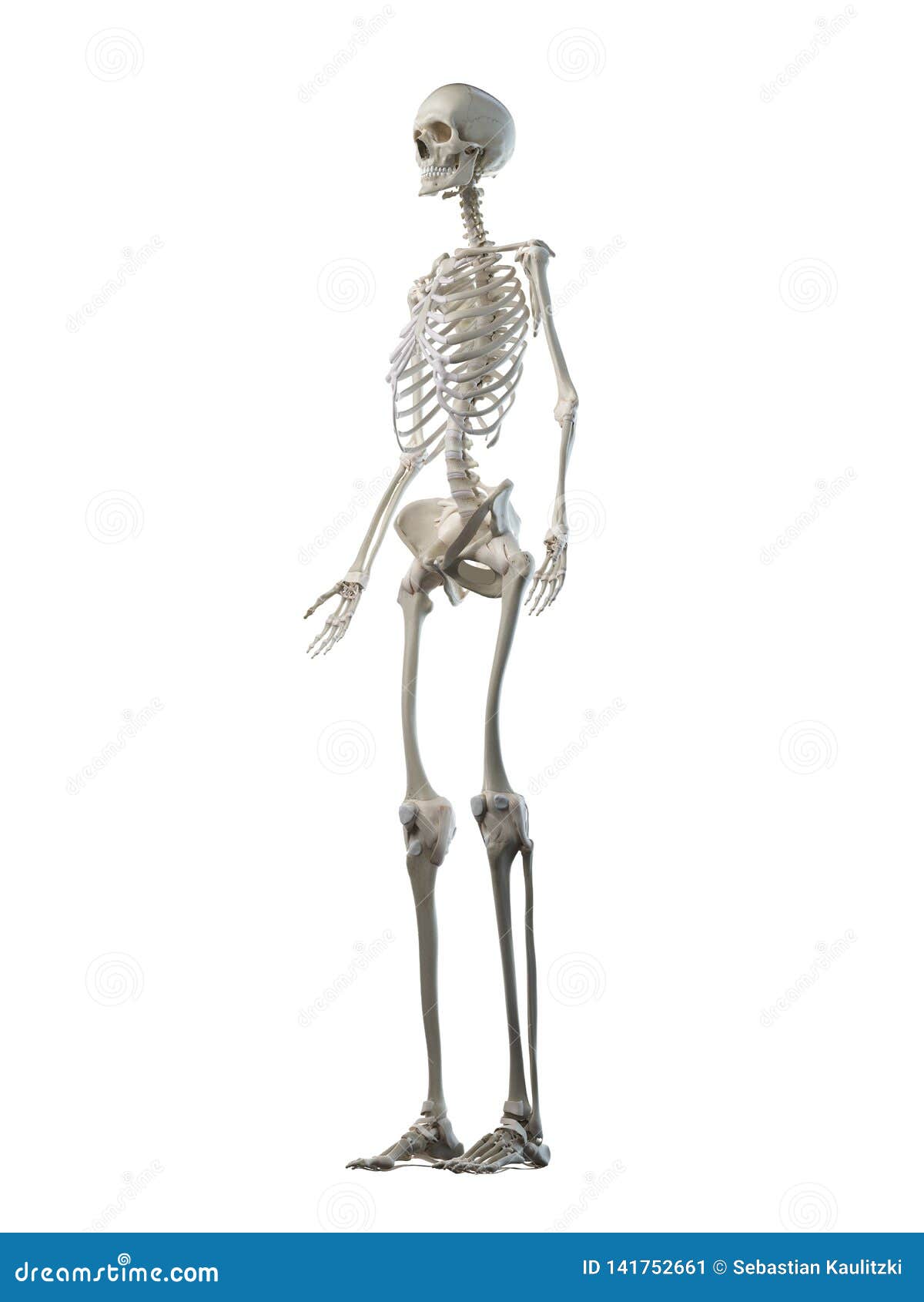 Skeleton System Of Running Man, Bone Anatomy While Run, Running Man ...