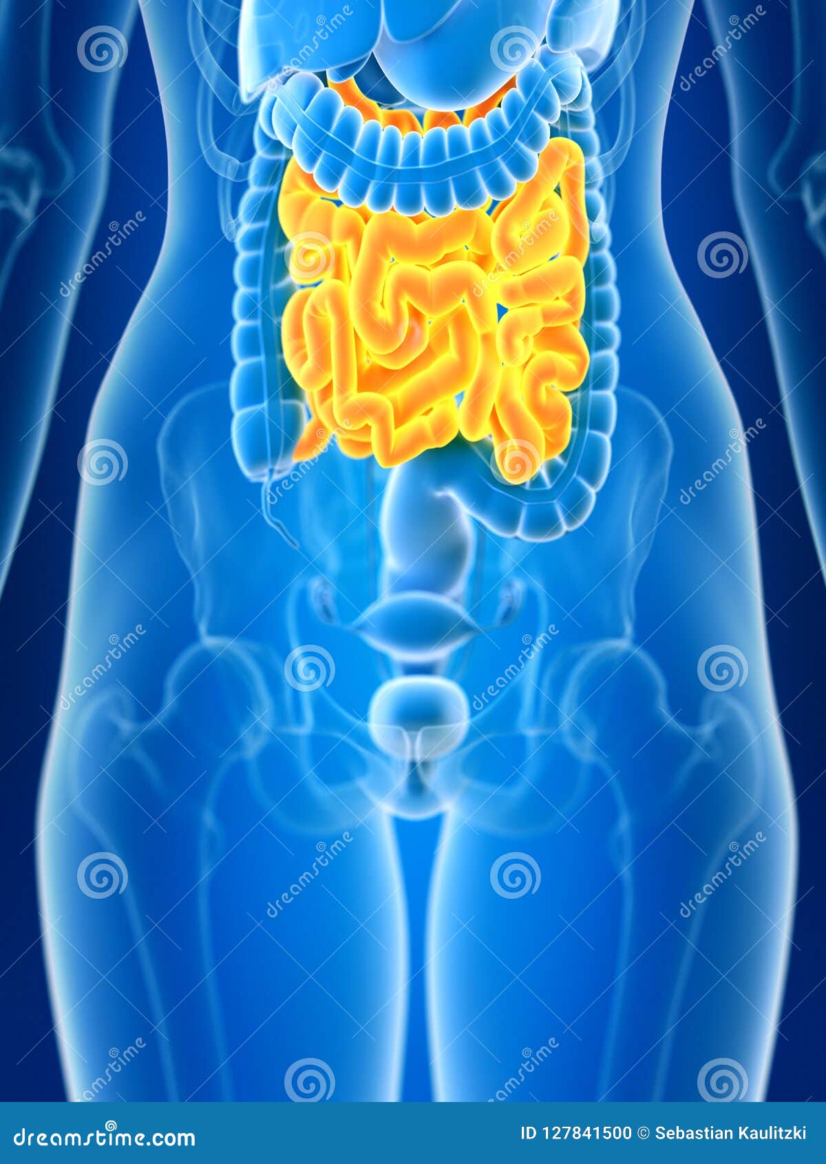A females small intestine stock illustration. Illustration of body ...