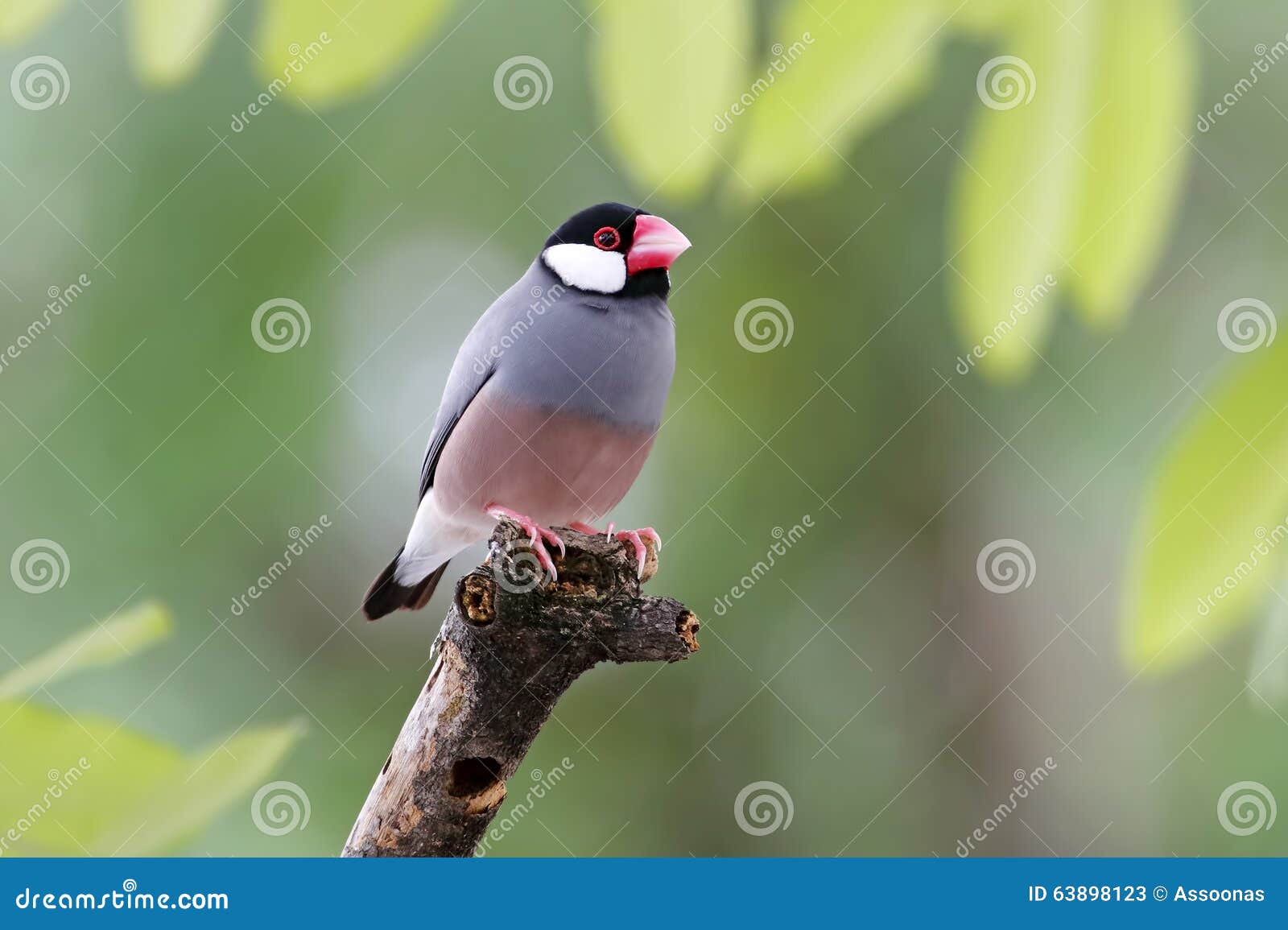 Femelle D'oryzivora De Lonchura De Pinson De Java De Moineau De Java ...