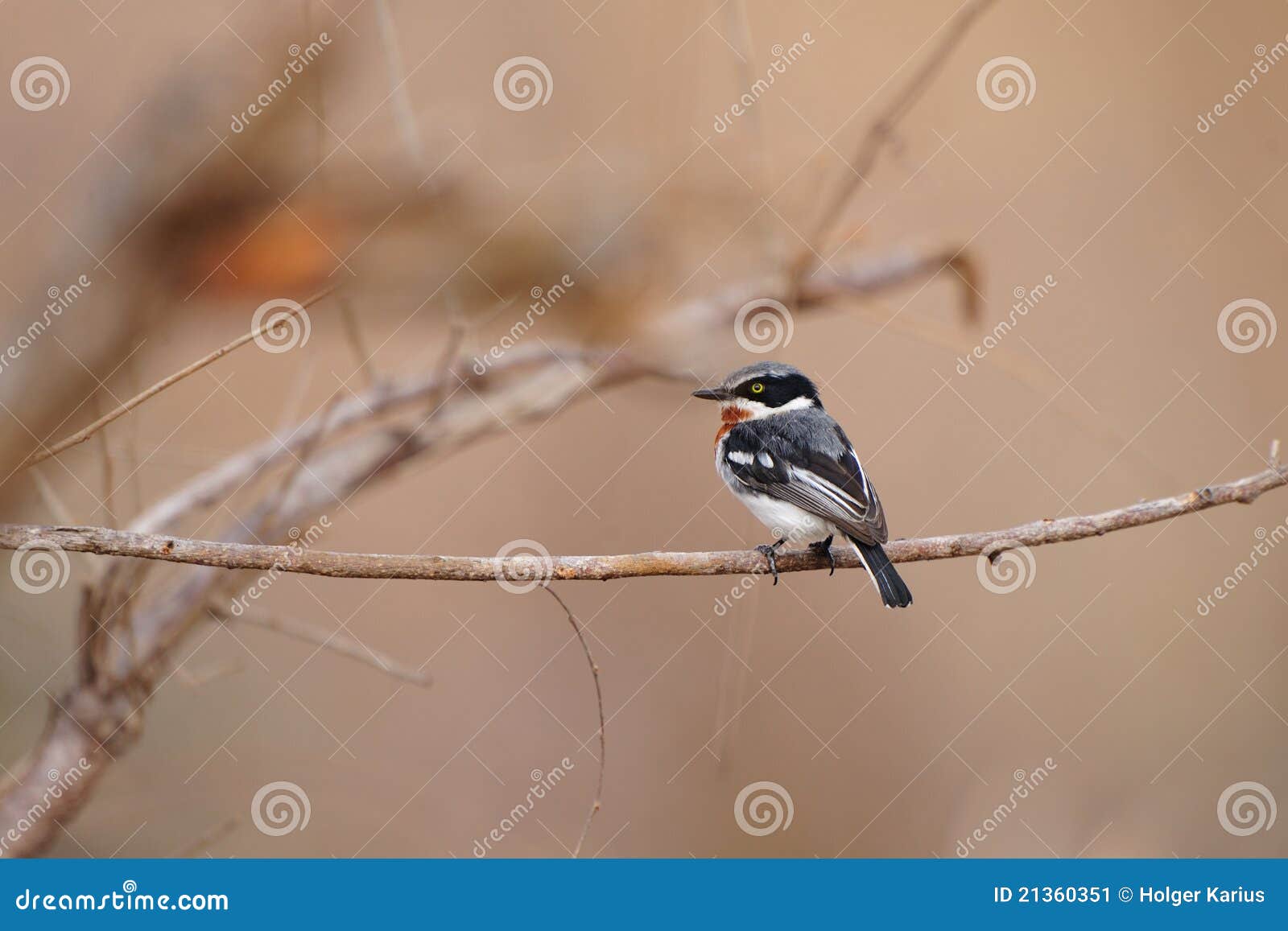 Femelle De Batis De Chinspot (molitor De Batis) Image stock - Image du ...