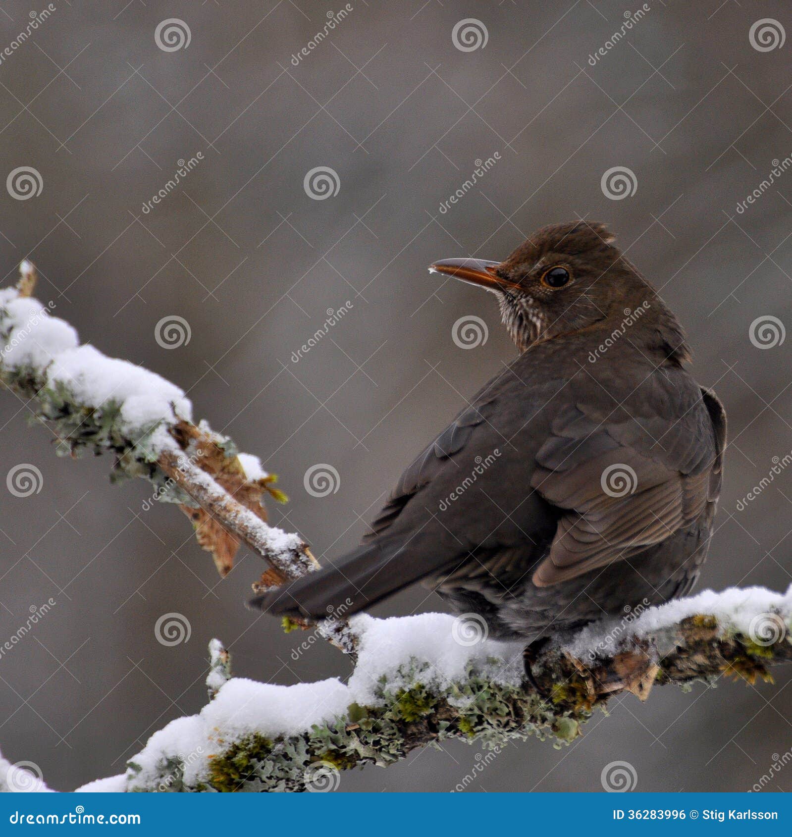 Femelle De Merula De Turdus De Merle Photo stock - Image of insectes ...