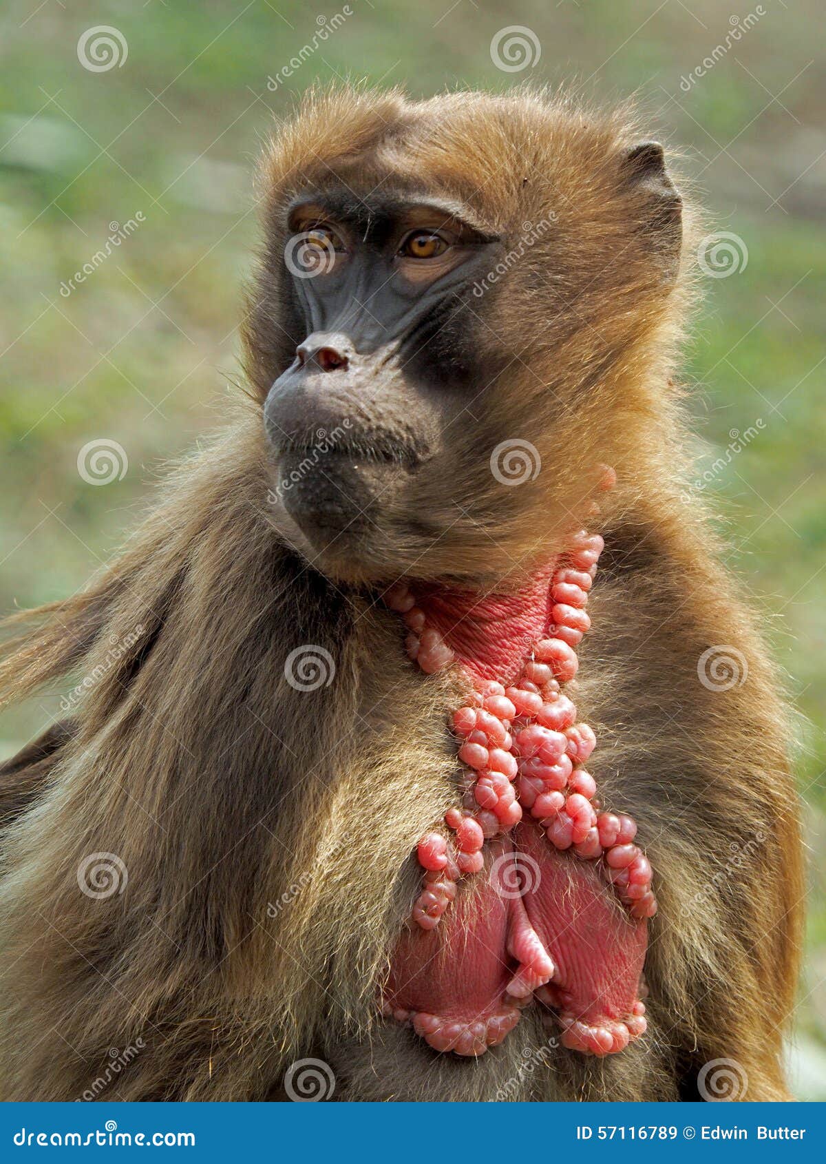 Femelle de singe de Gelada image stock. Image du visage - 57116789