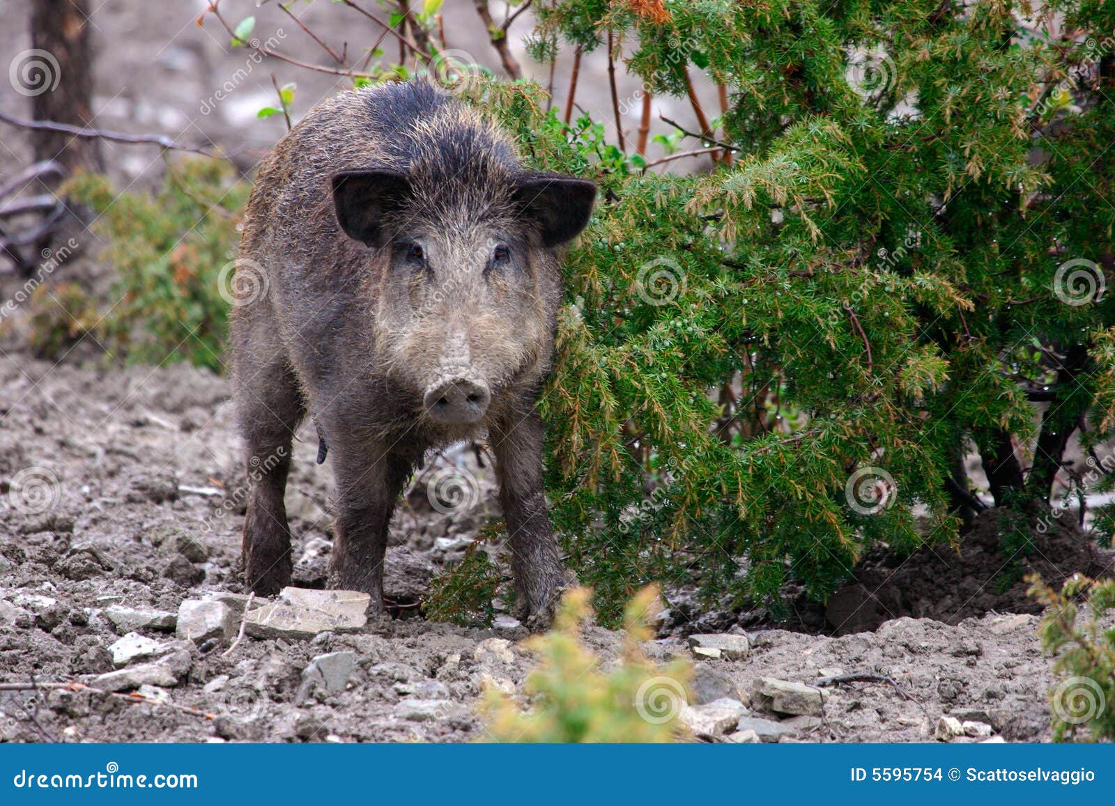 Femelle de verrat sauvage photo stock. Image du arrière - 5595754