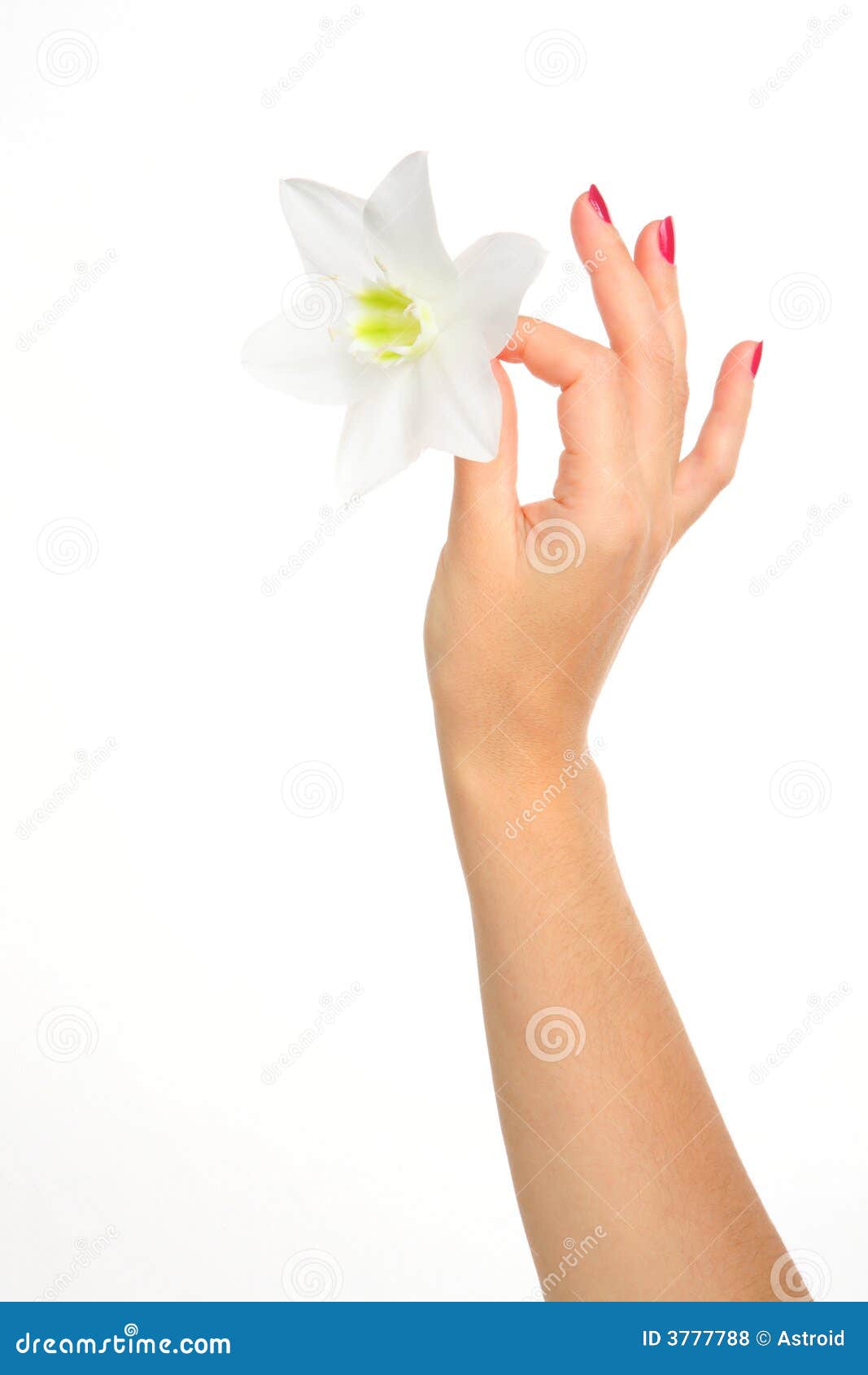 Feminine hand with flower stock photo. Image of fingers - 3777788