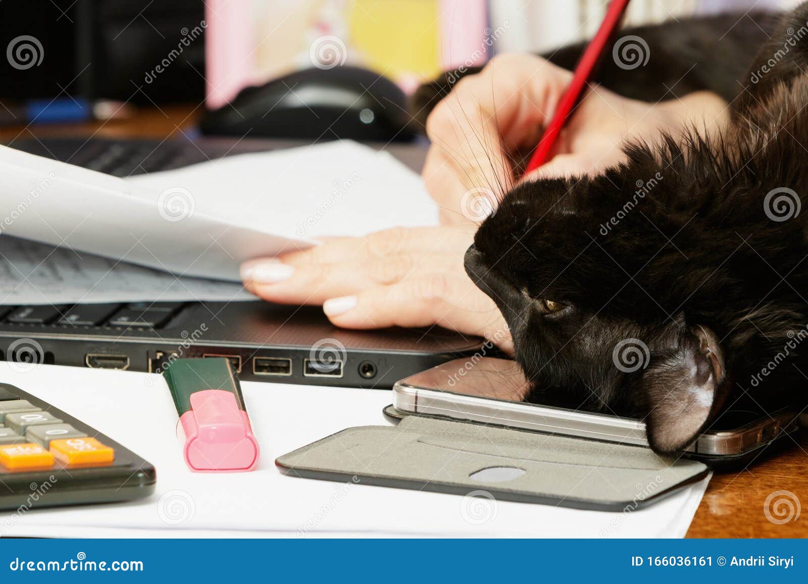 Femme Avec Ordinateur Portable Et Chat Image stock - Image du indoors ...