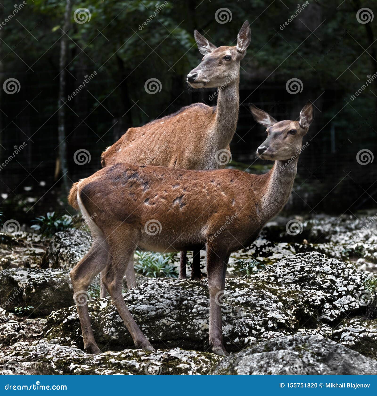 Femme De Cerf Rouge D'Europe 1 Photo stock - Image du zoologie, animal ...