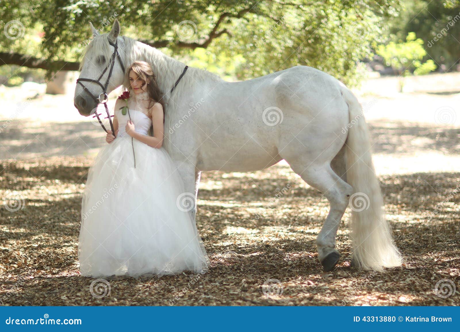 Femme Dehors Avec Un Cheval Blanc Photo stock - Image of mode, dame ...