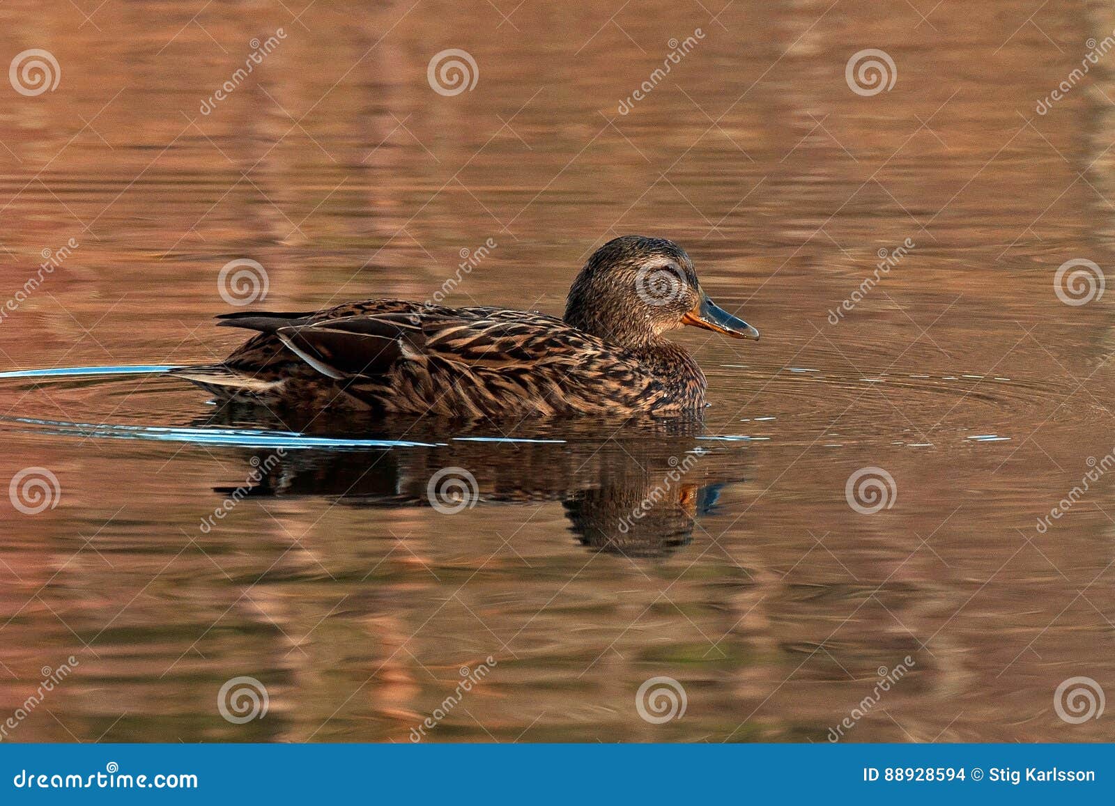 Femmina Comune Dell'anatra Del Germano Reale Fotografia Stock ...