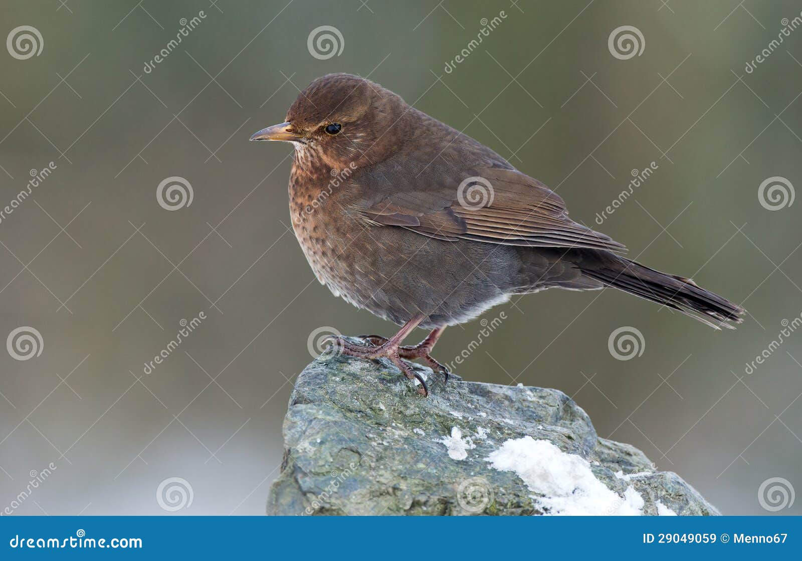 Femmina del merlo immagine stock. Immagine di aperto - 29049059