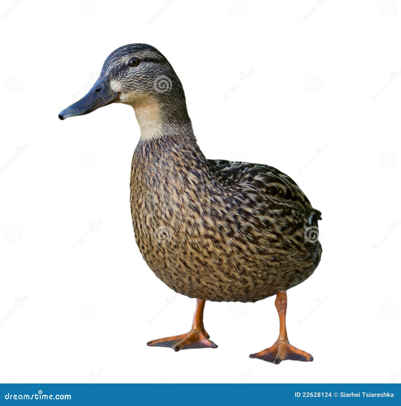 Anatra Selvatica Femmina In Volo Fischione | A.T.C. Vomano