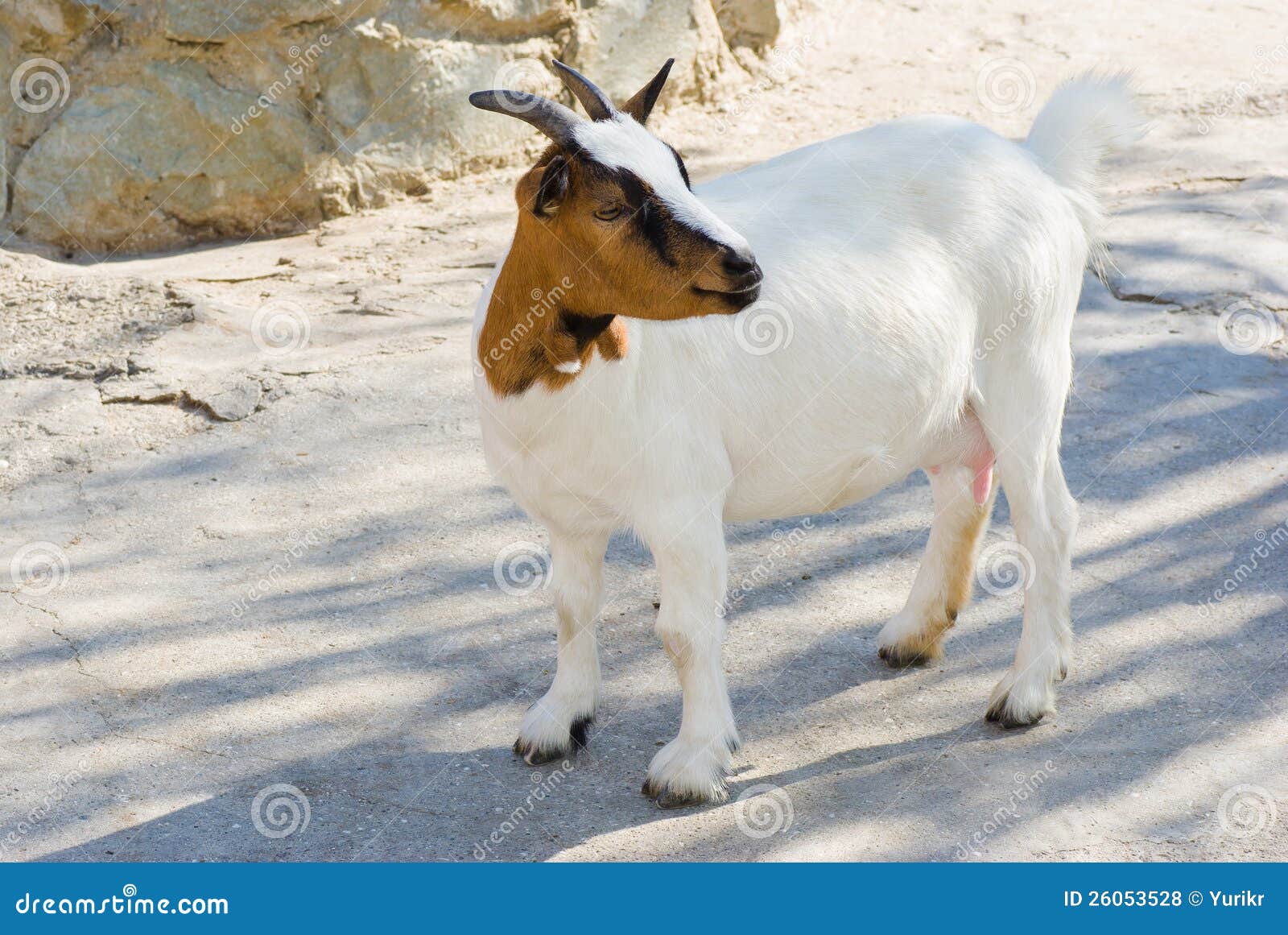 Femmina della capra nana. fotografia stock. Immagine di animale - 26053528