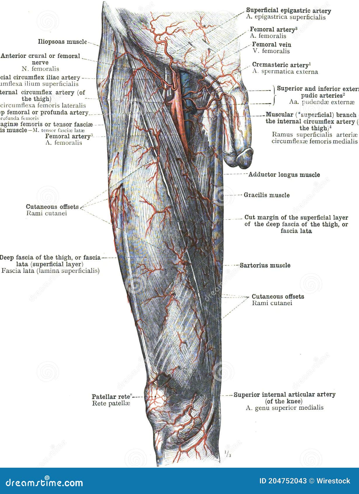 Femoral Artery Human Anatomy Stock Image - Image of vein, information ...