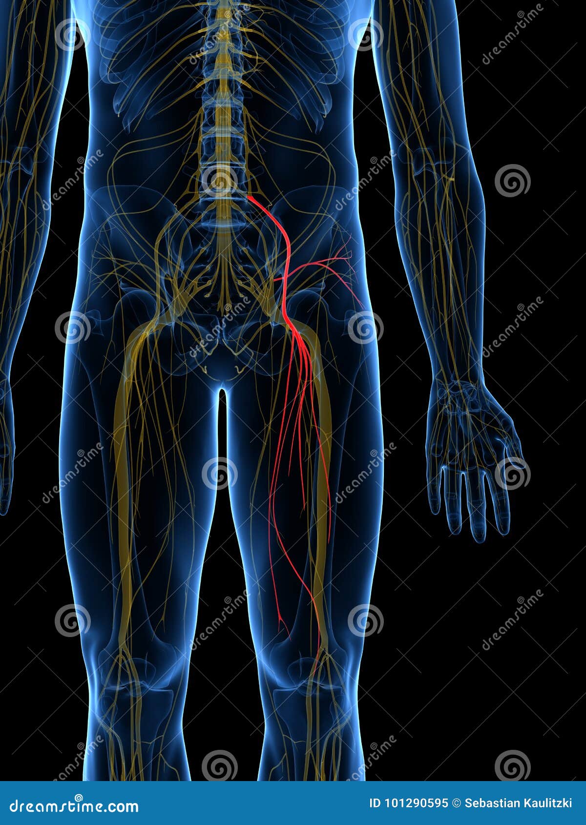 The Femoral Nerve stock illustration. Illustration of knee - 101290595