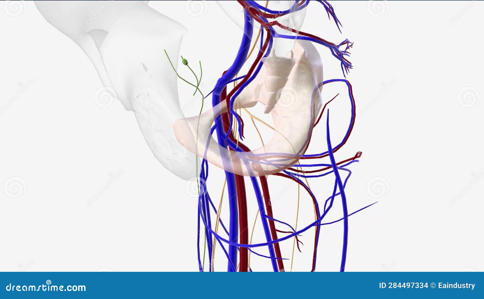 Femoral Vein is a Large Vessel Located Deep within the Thigh Stock ...