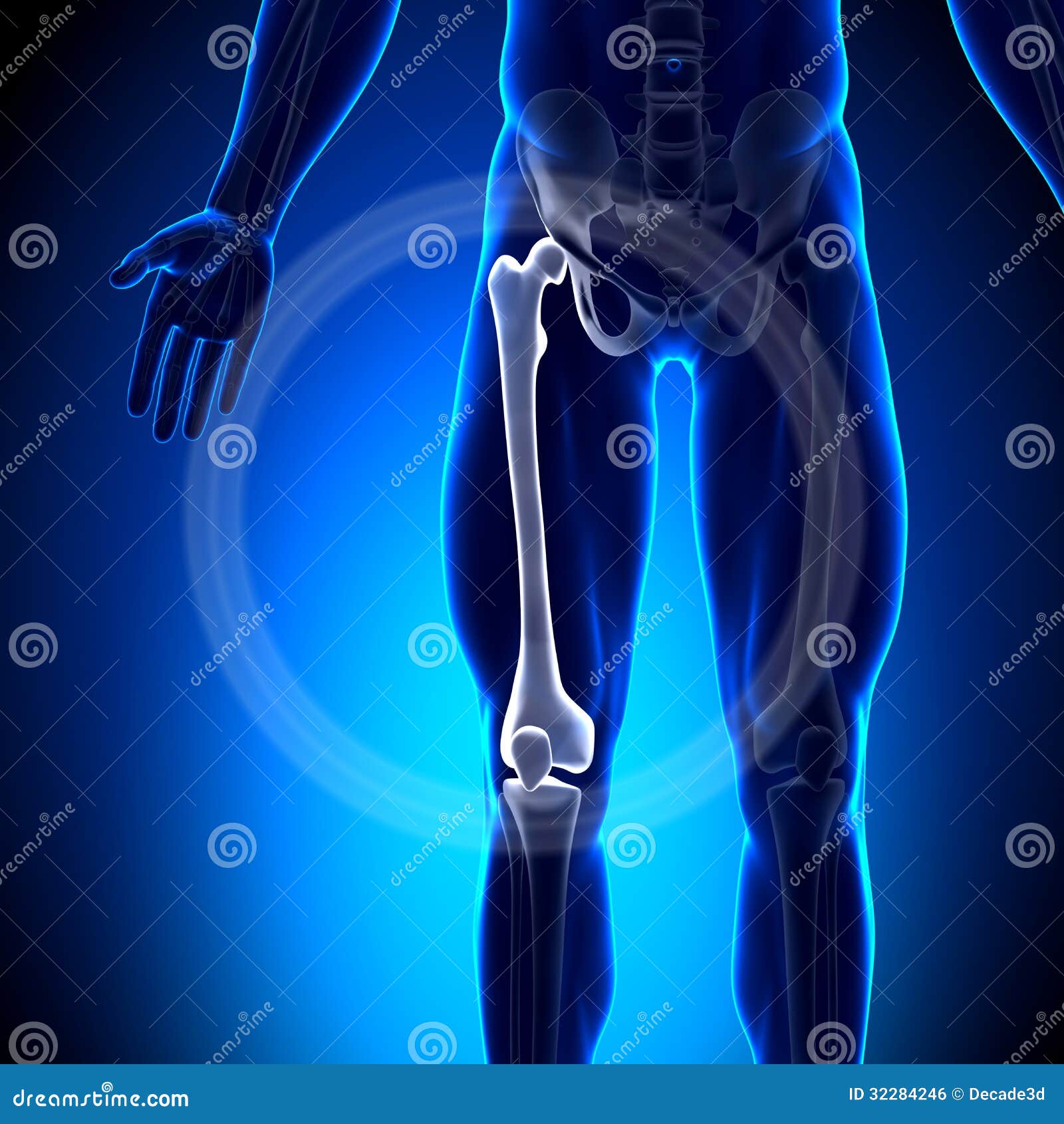 Femore - ossa di anatomia illustrazione di stock. Illustrazione di ...