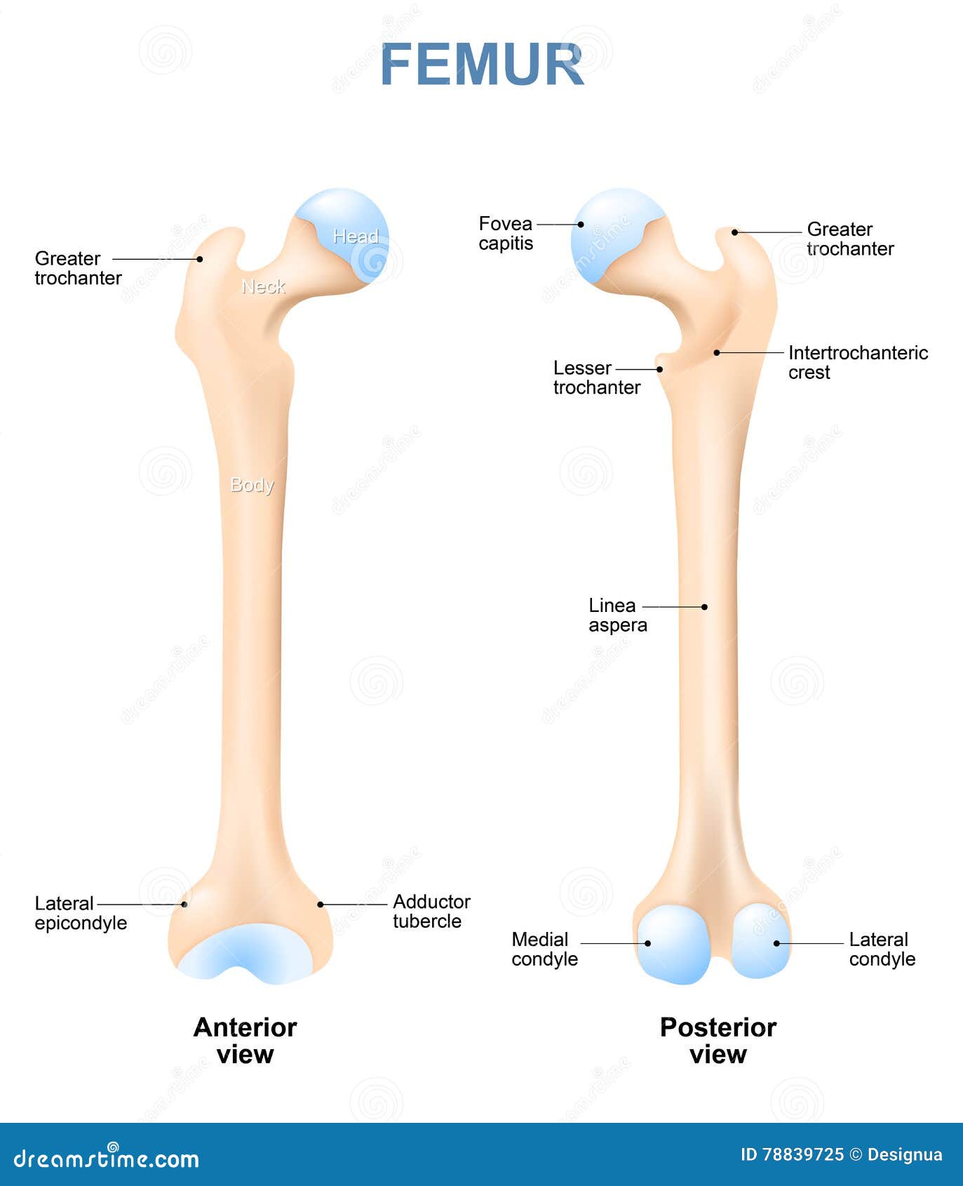 Femore umano illustrazione vettoriale. Illustrazione di laterale - 78839725