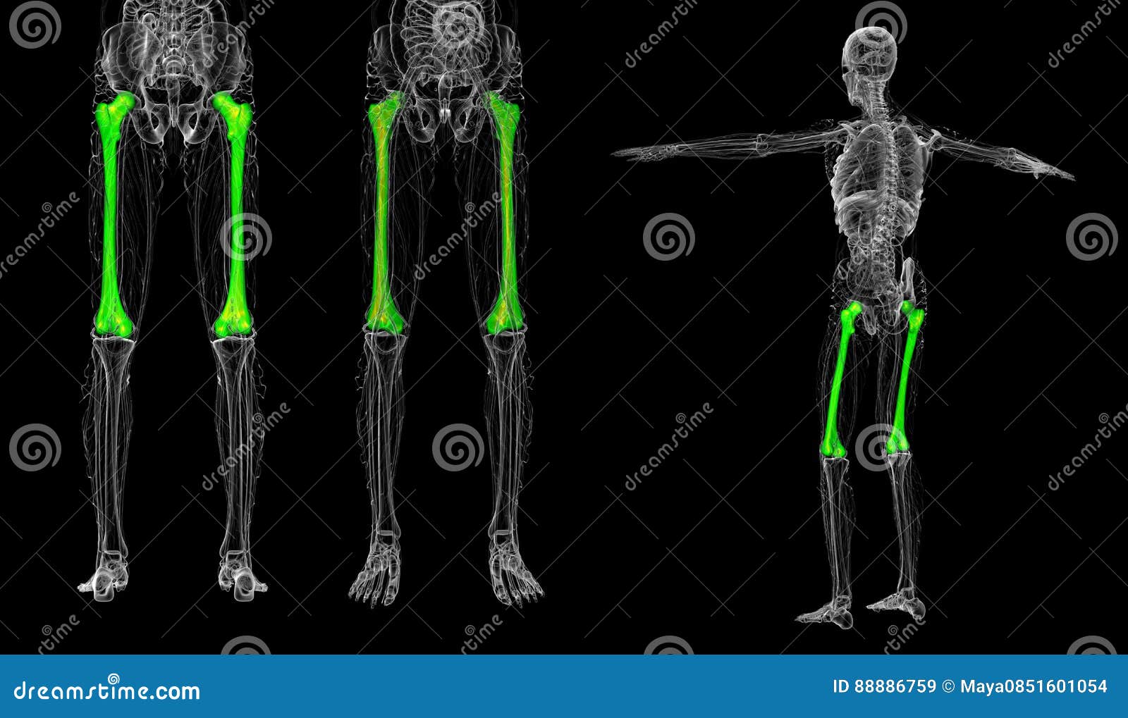 Femur Bone Royalty-Free Cartoon | CartoonDealer.com #88886759