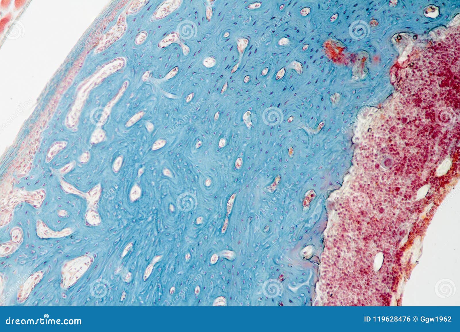 Femur Bone Anterior View Stock Photography | CartoonDealer.com #81729212