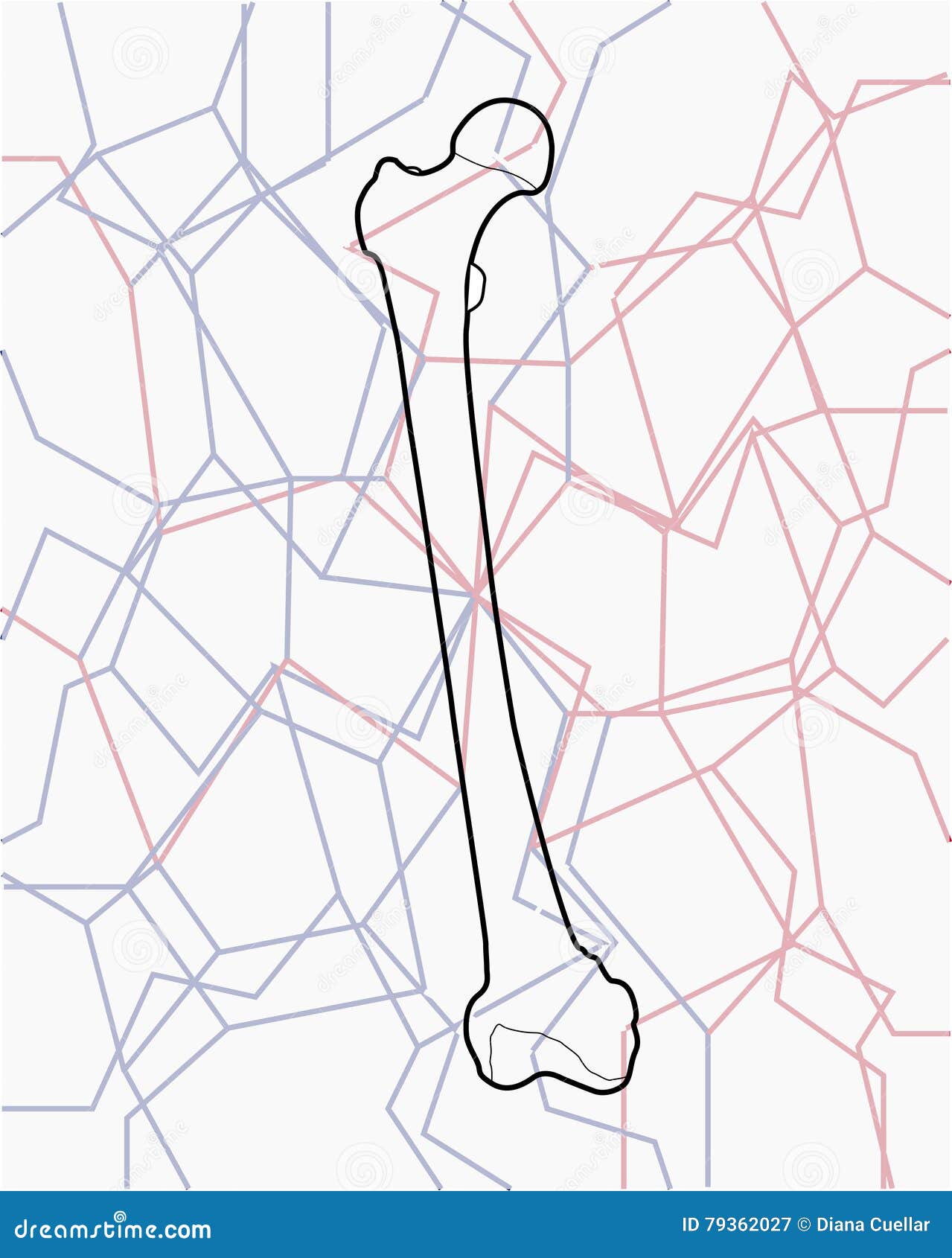 Femur bone 2 stock vector. Illustration of bone, skeleton - 79362027