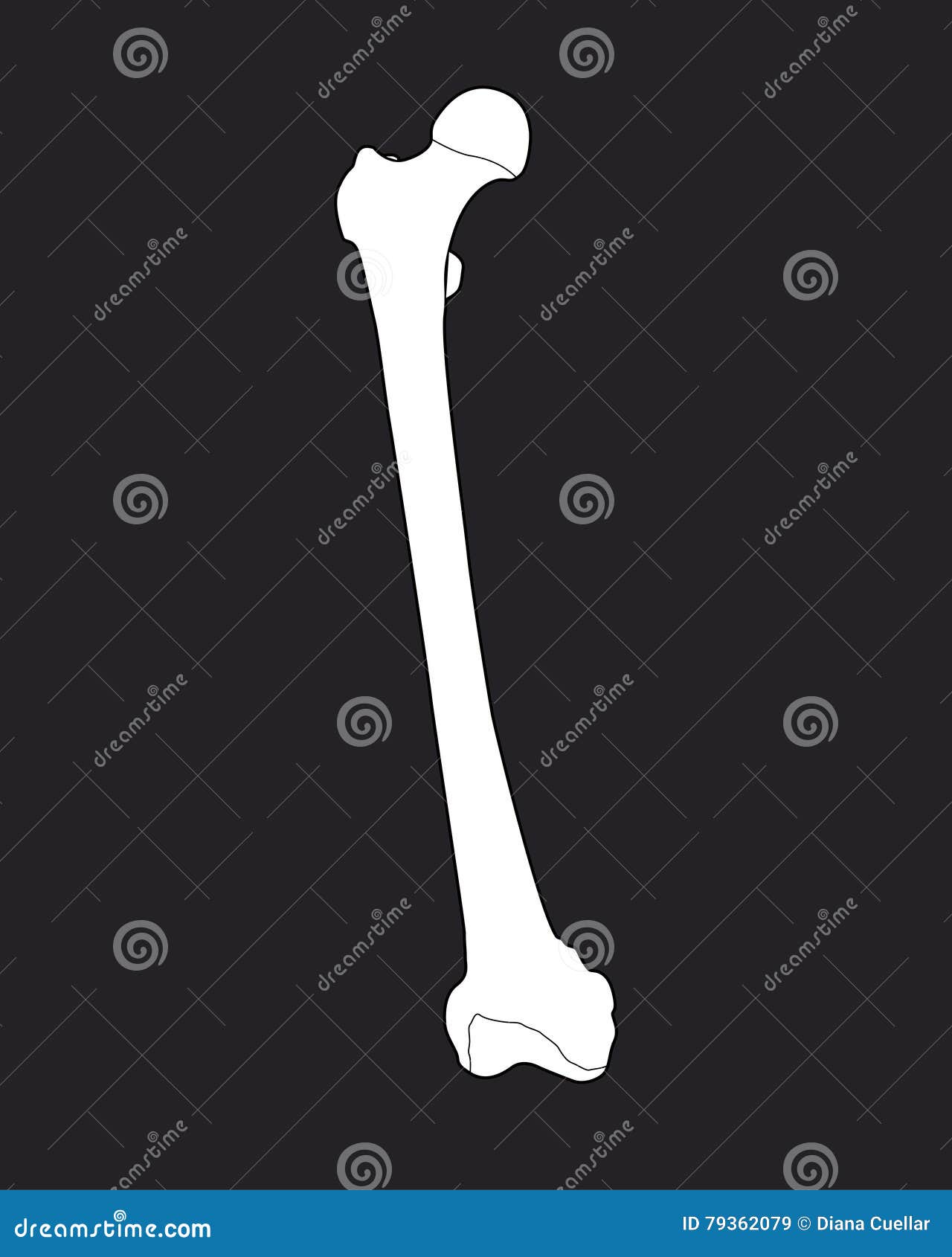 Femur bone 3 stock illustration. Illustration of skeleton - 79362079