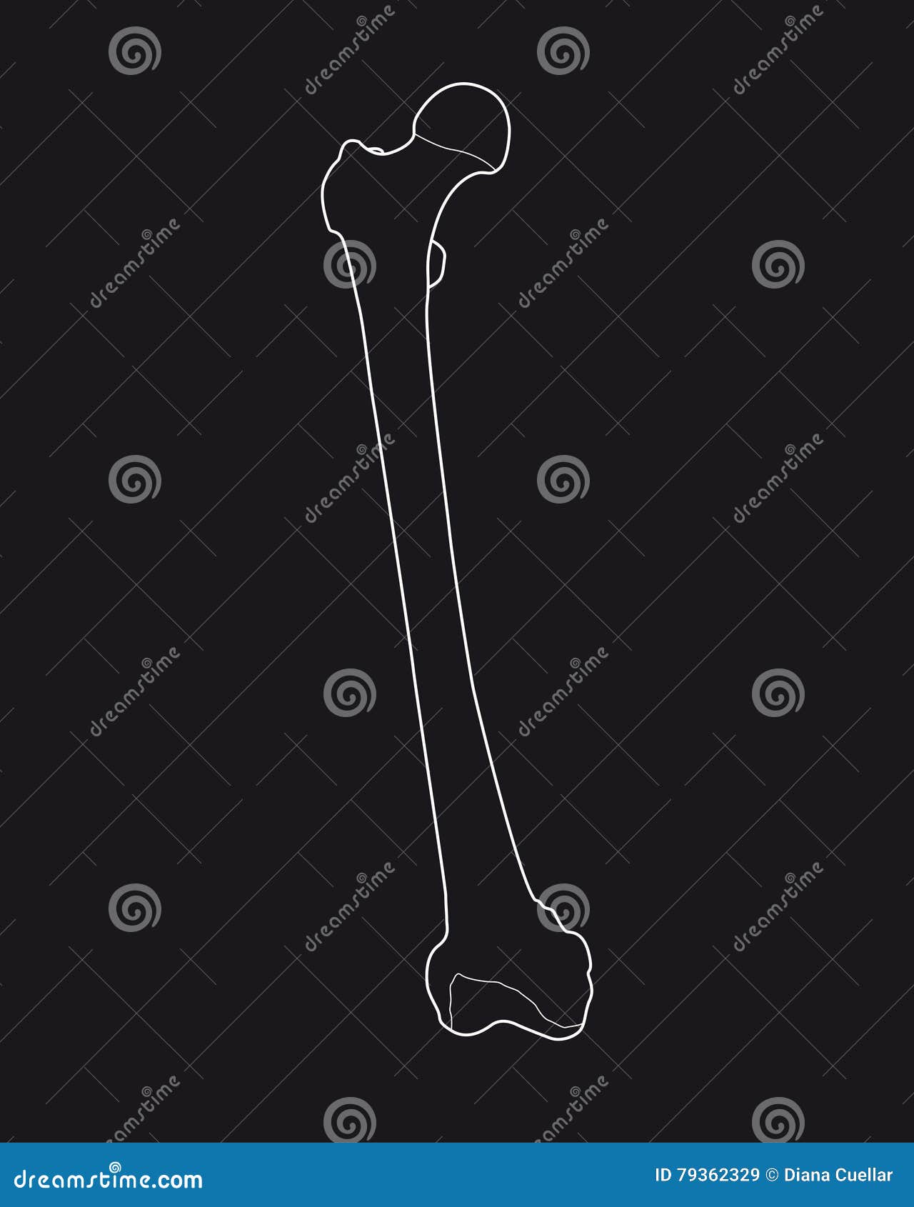 Femur bone 4 stock vector. Illustration of hand, skeleton - 79362329