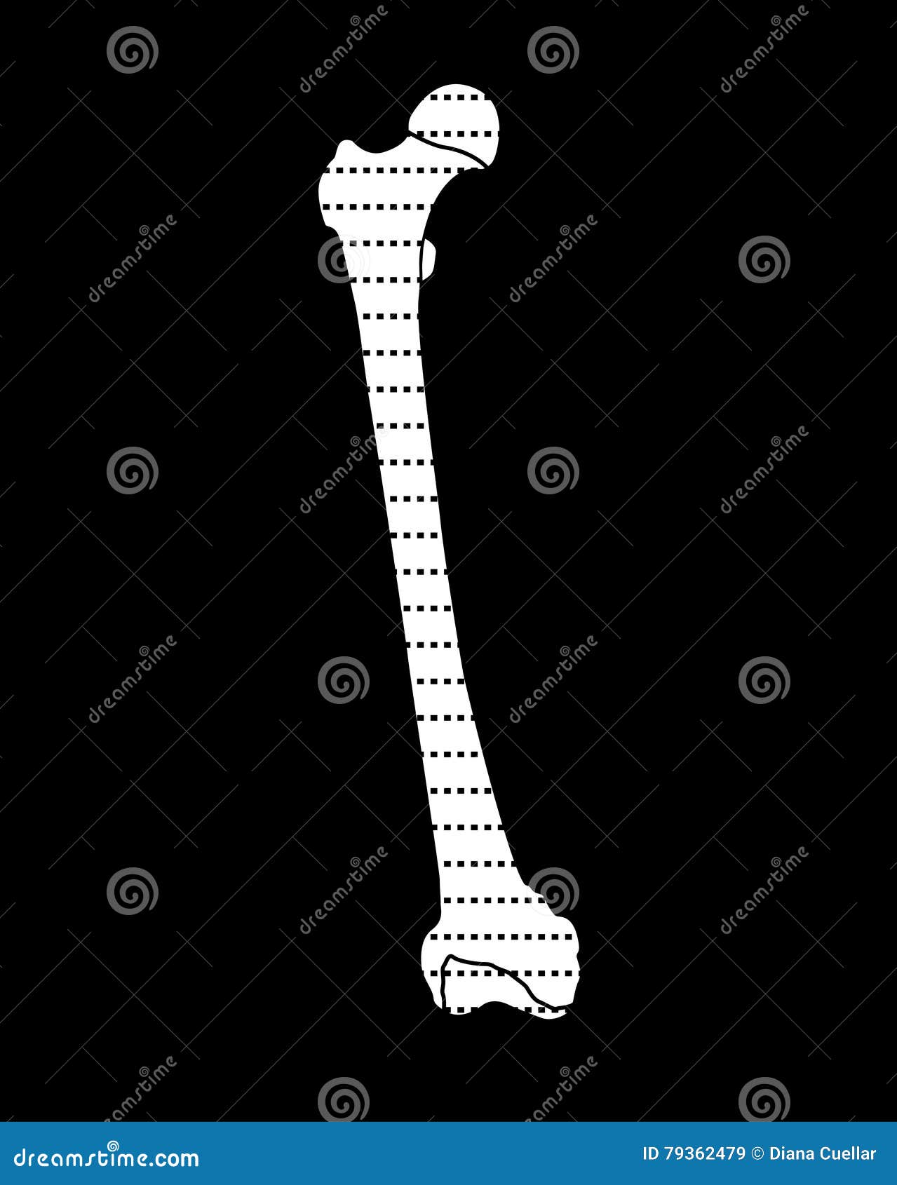Femur bone 5 stock vector. Illustration of line, skeleton - 79362479