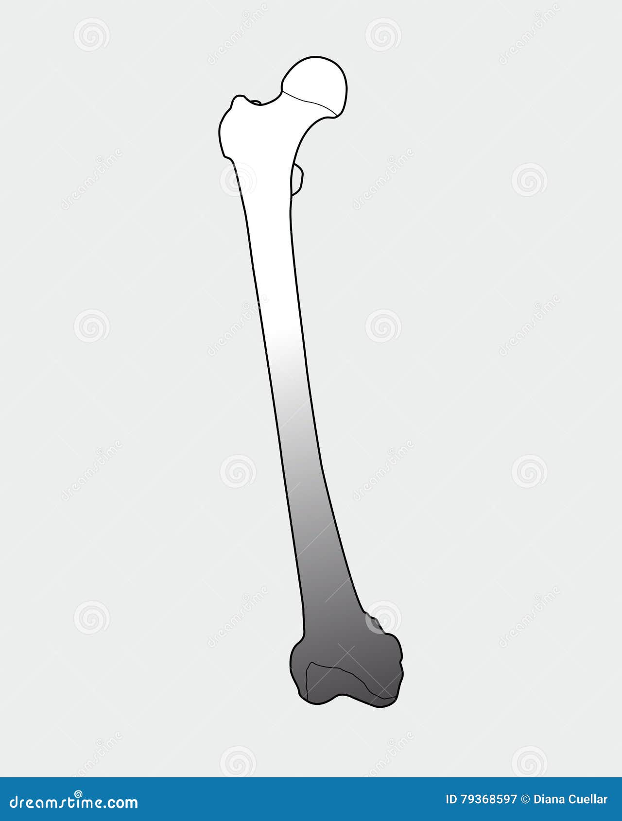 Femur bone 8 stock vector. Illustration of hand, anatomy - 79368597