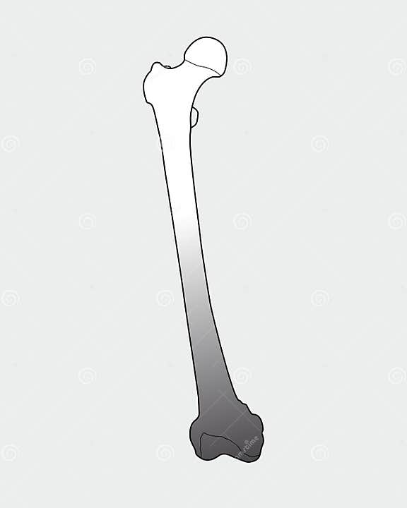 Femur bone 8 stock vector. Illustration of hand, anatomy - 79368597